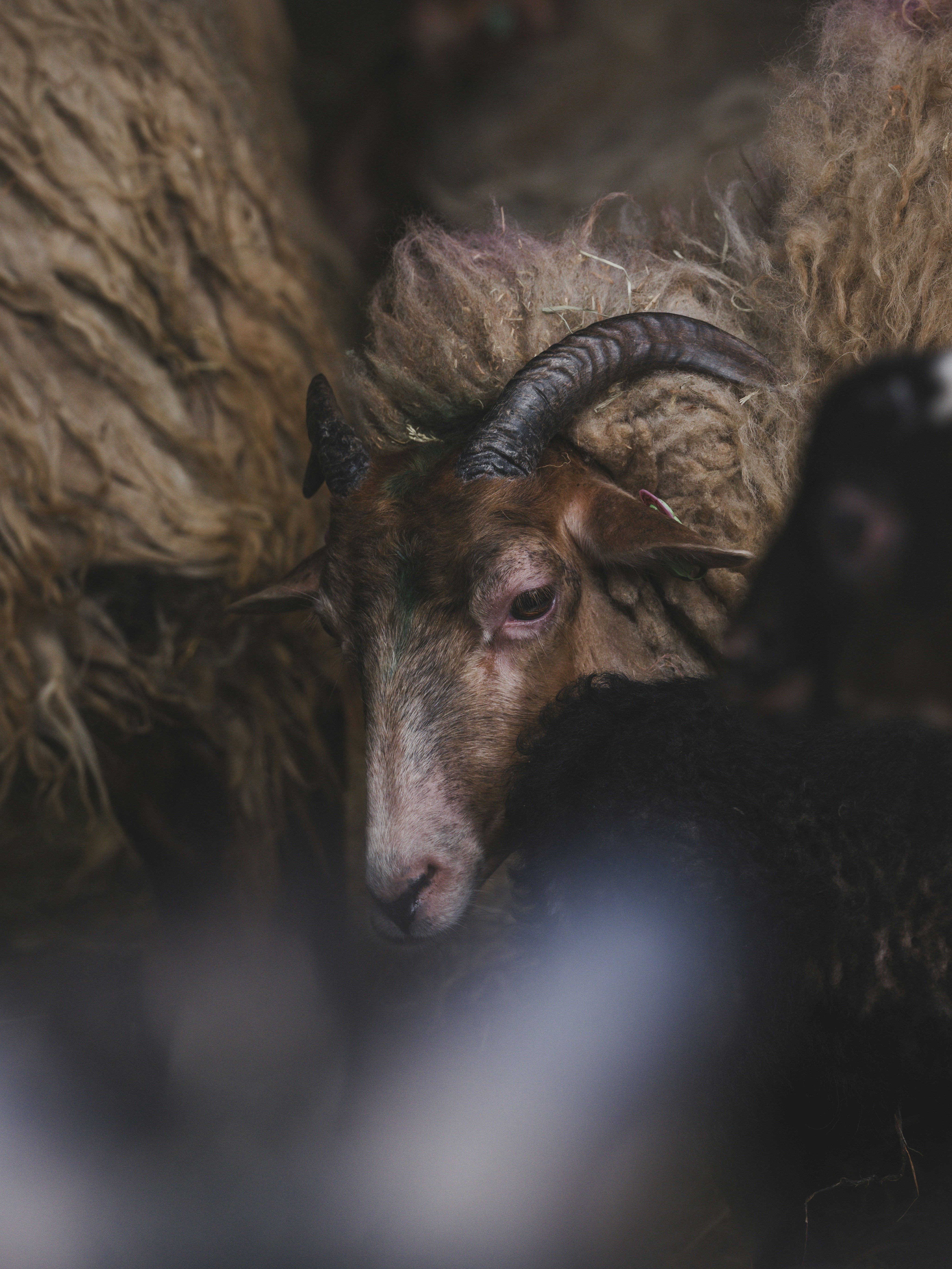 Huddled Herd: A Ram’s Gaze in Soft Moonlit Blur