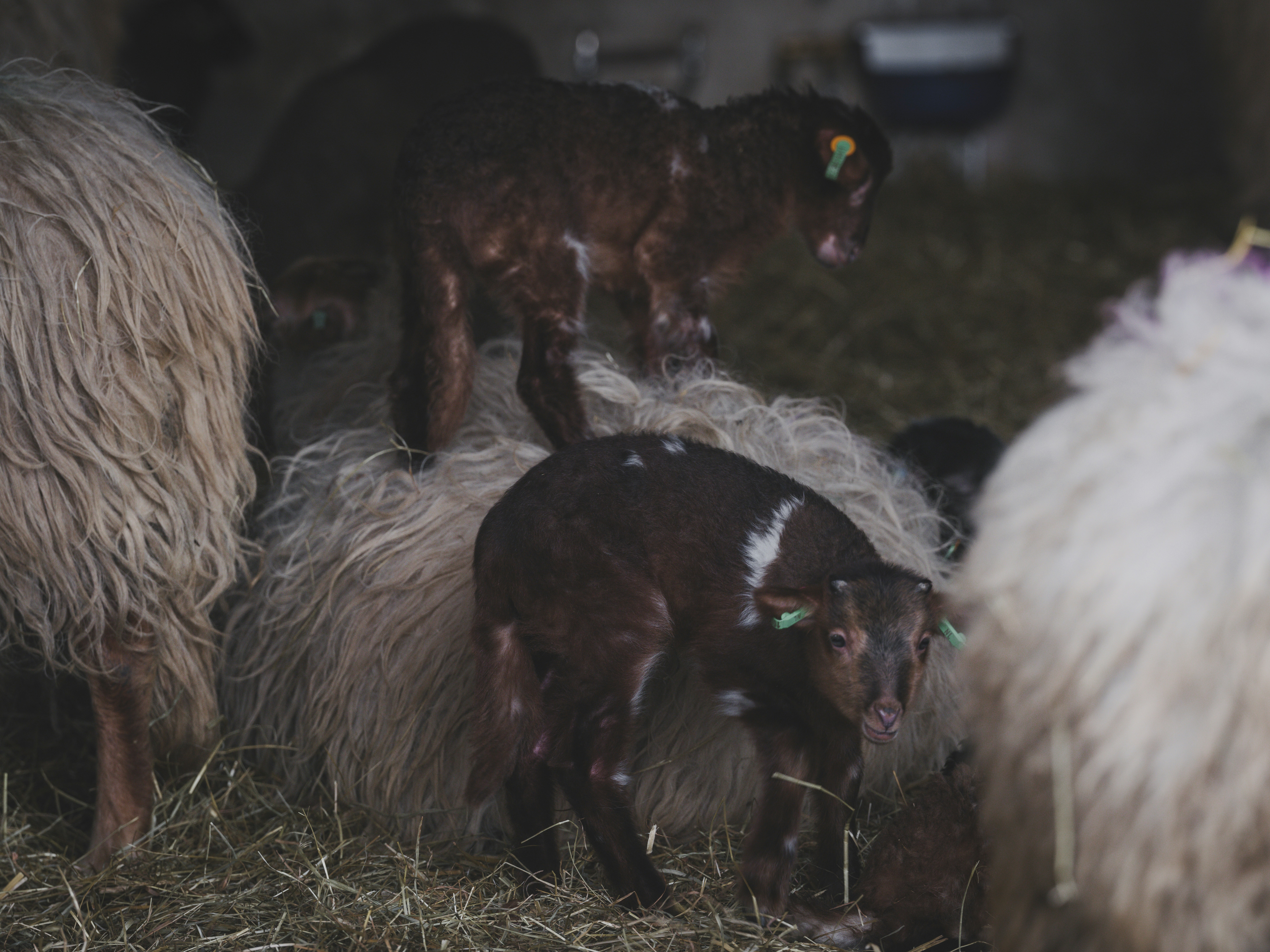 Curious lambs in a dim sheepfold