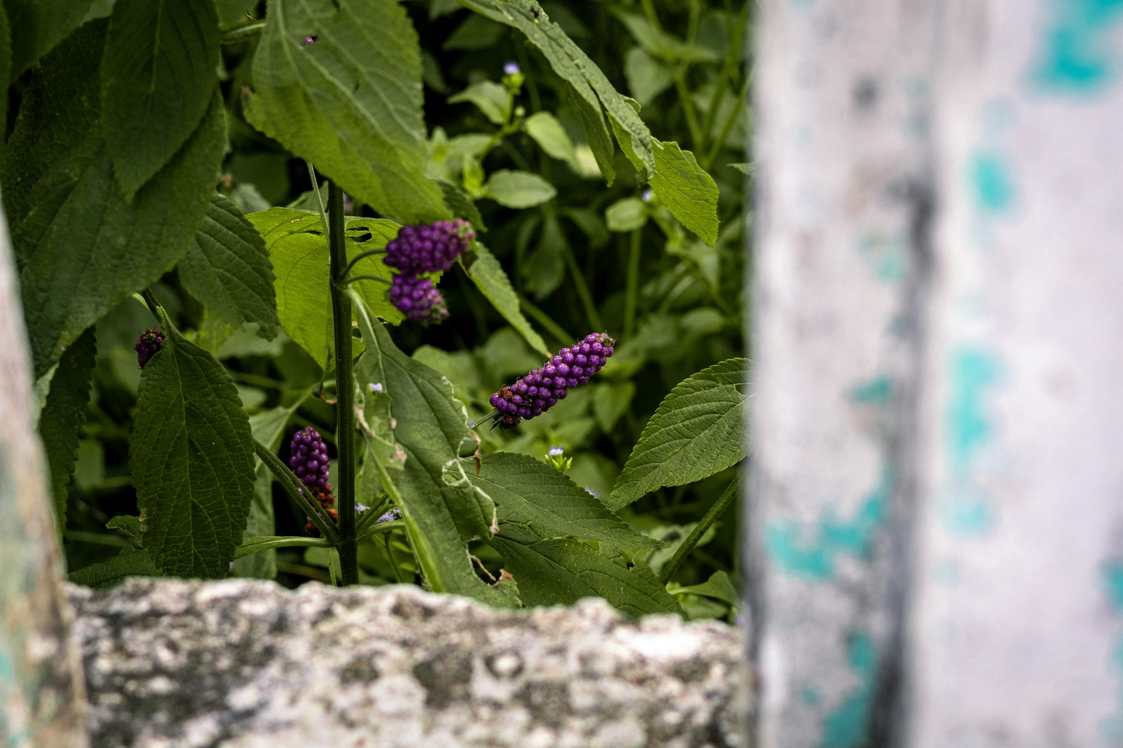 Emerald Ferns and Purple Berry Spotlight Between Weathered Railings