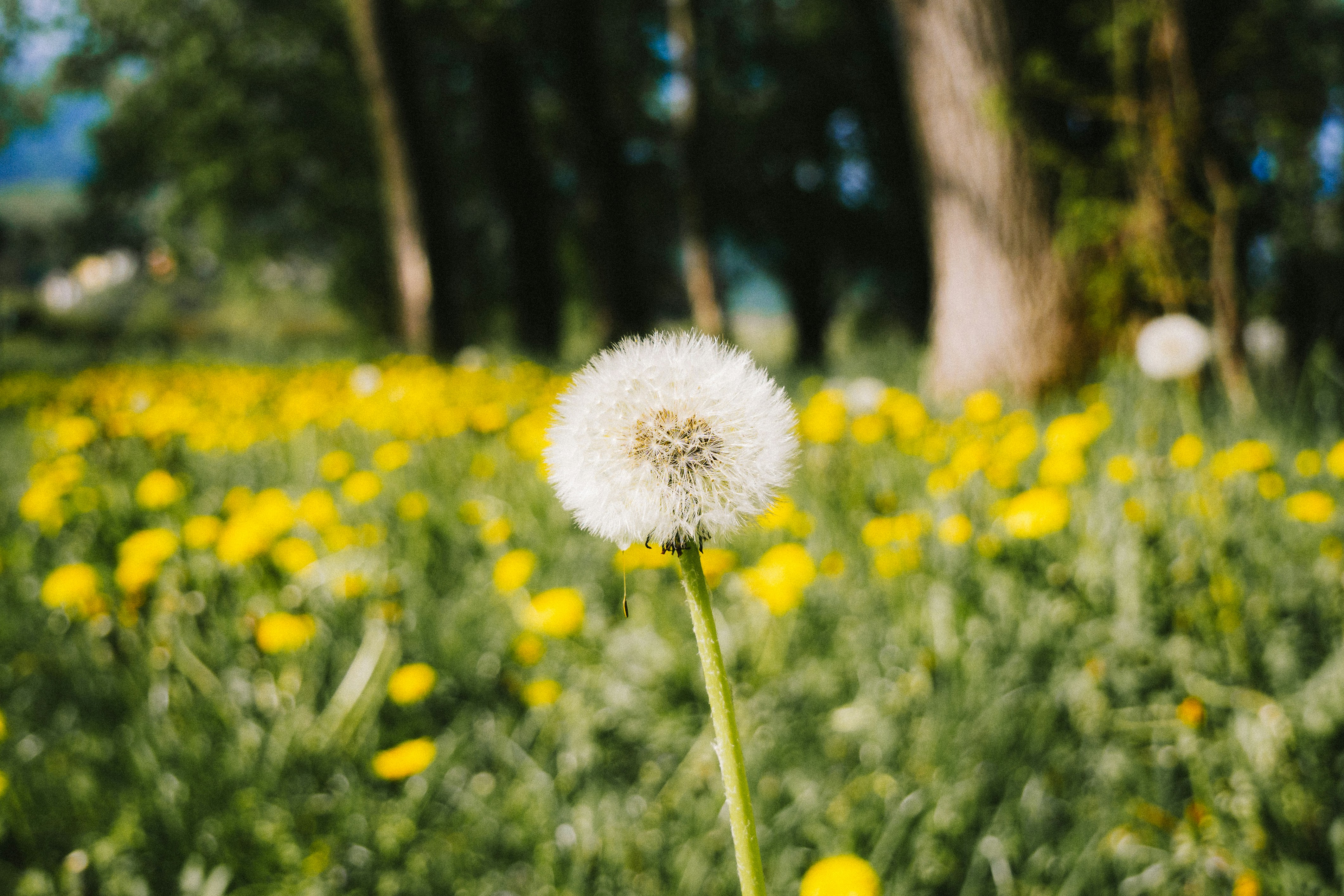 Central Dandelion Beacon in a Field of Yellow