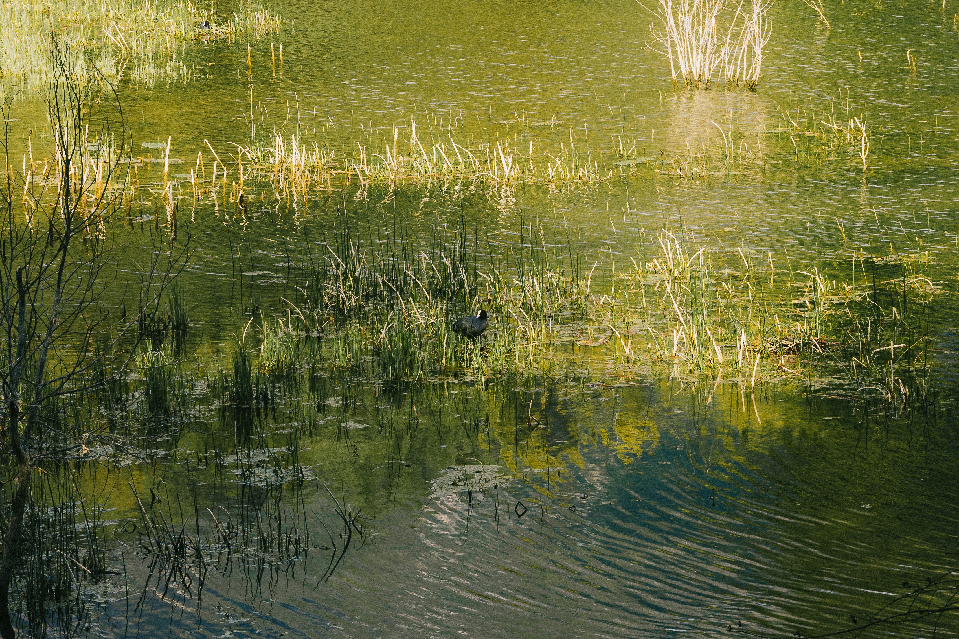 Quiet Pond Echoes: Reeds, Ripples, and a Hidden Bird