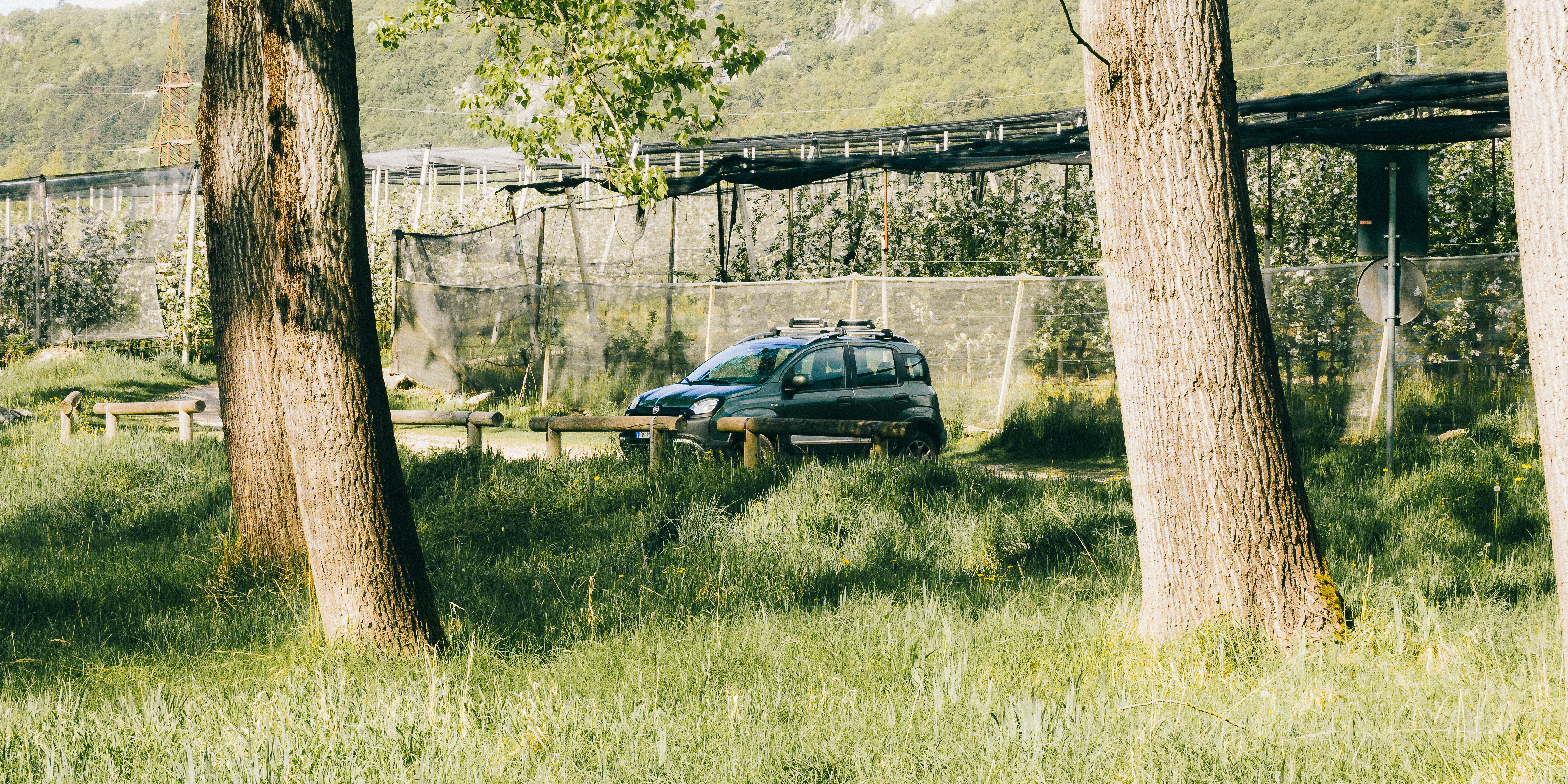Car at the treeline: a sunlit park beneath towering trunks