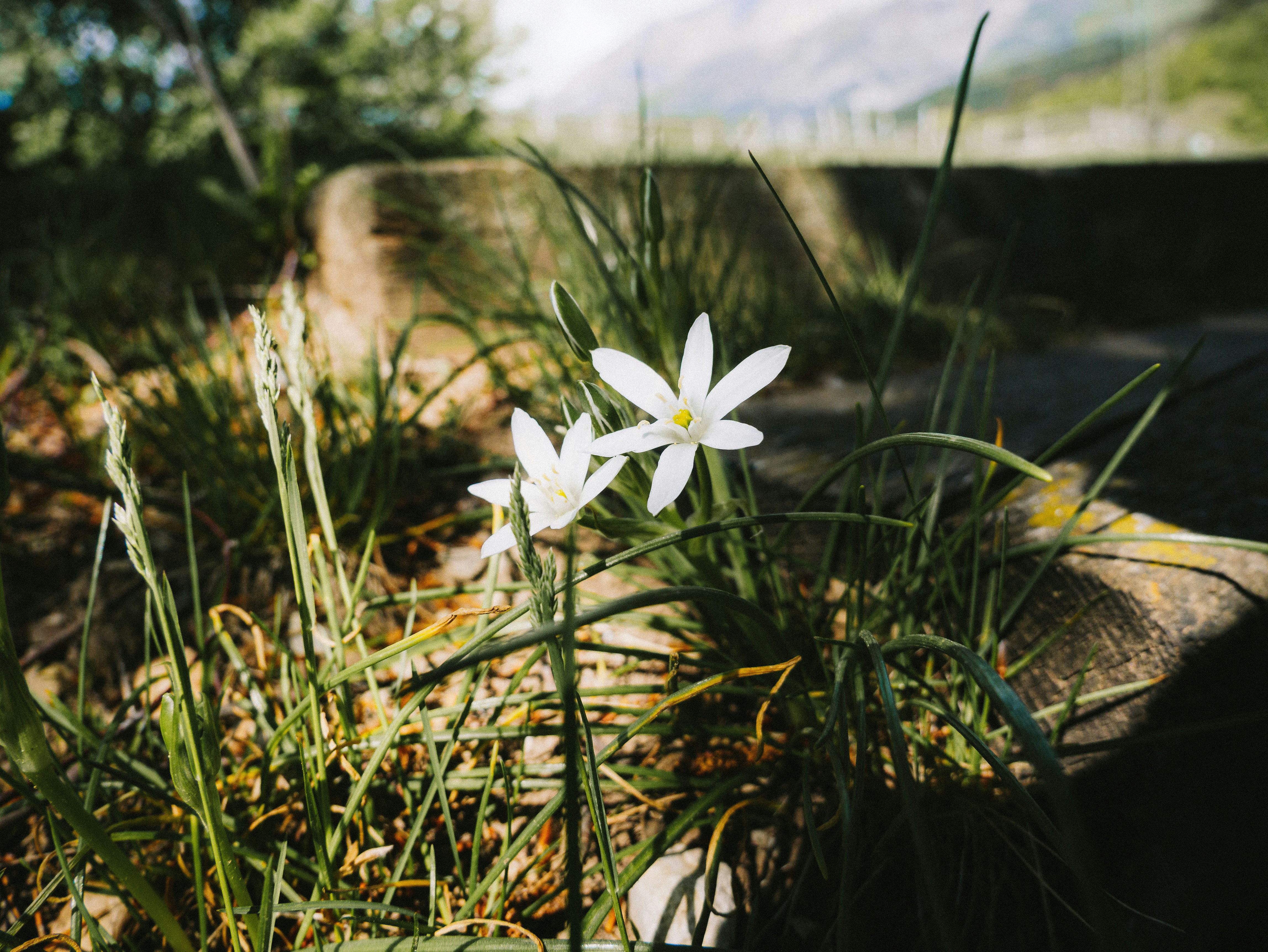 White Daffodils Break Through the Stone Border
