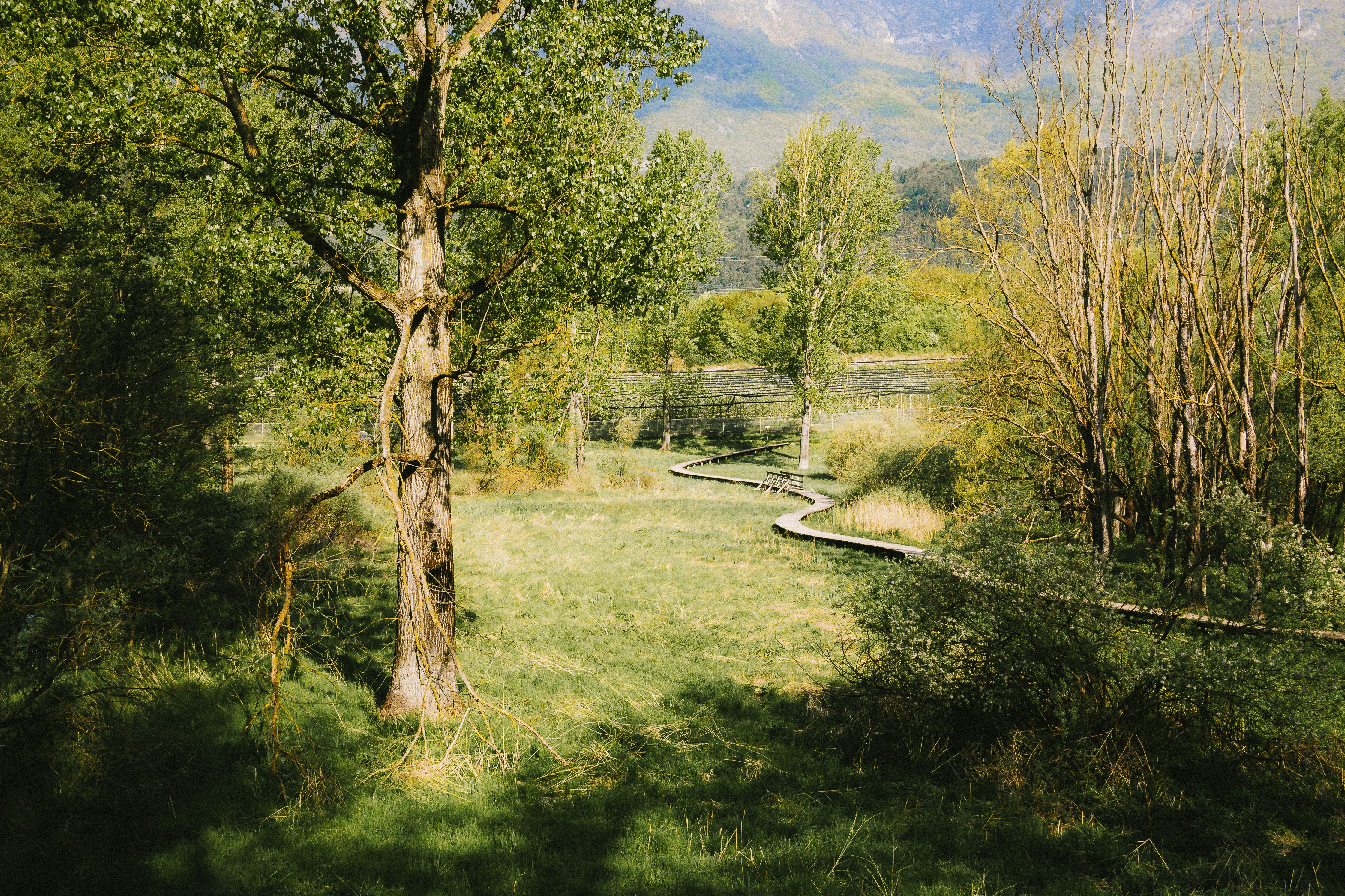 Winding Creek through a Quiet Meadow