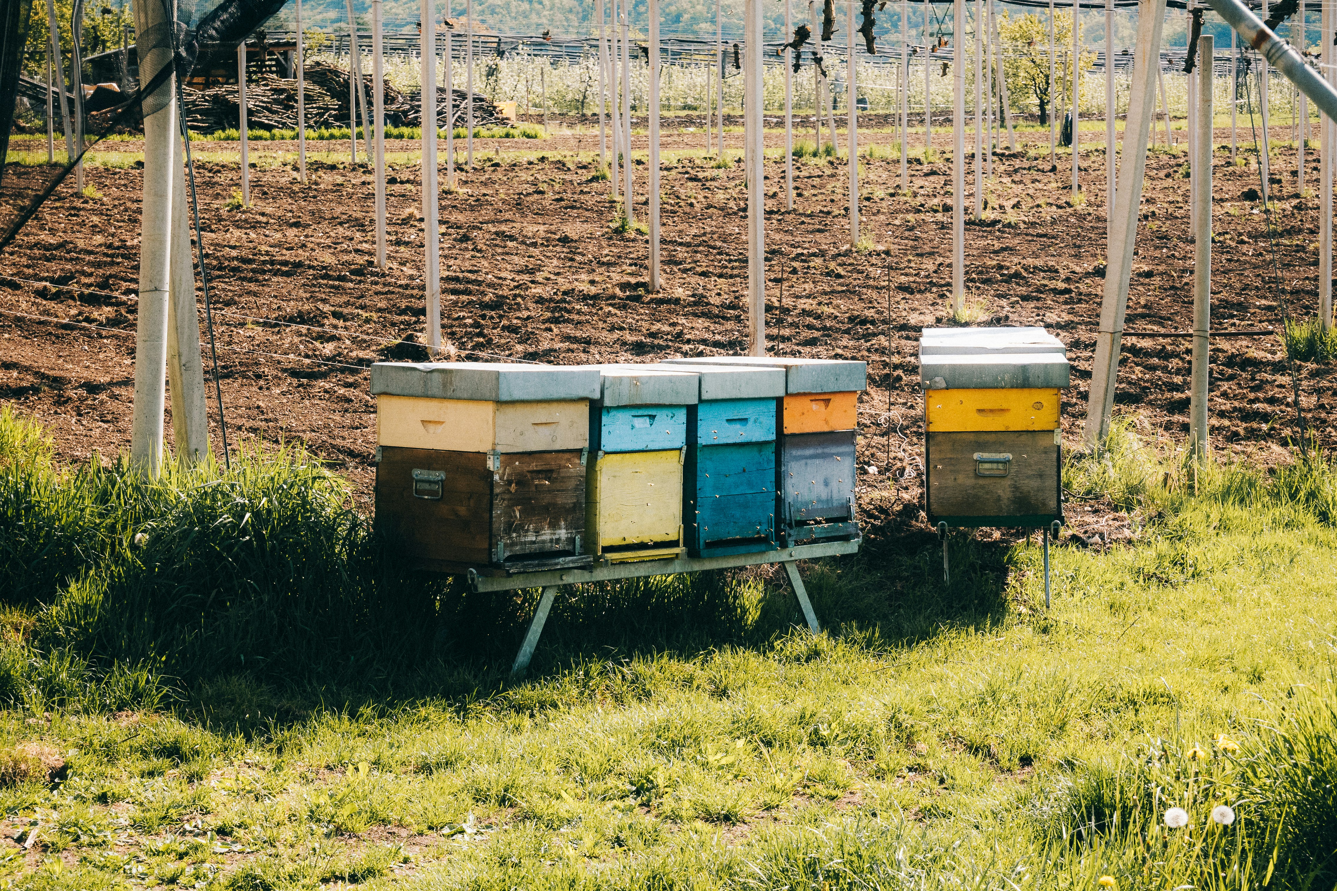 A cluster of colorful beehives sits on stilts in a sunlit field, with bare soil and vertical supports in the background.