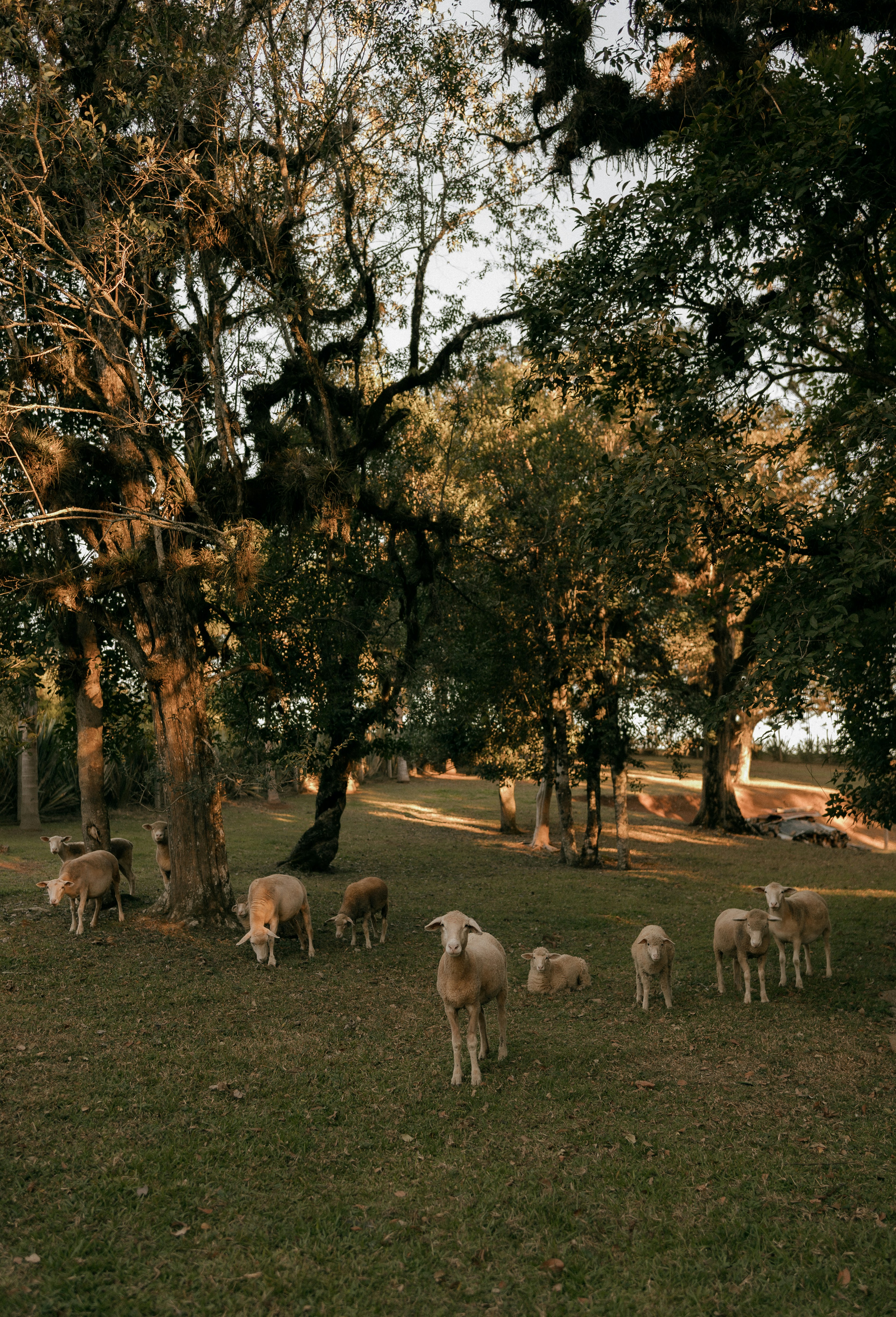 Pastoral Orchard: Flock of Sheep at Dusk Under Leaning Oaks