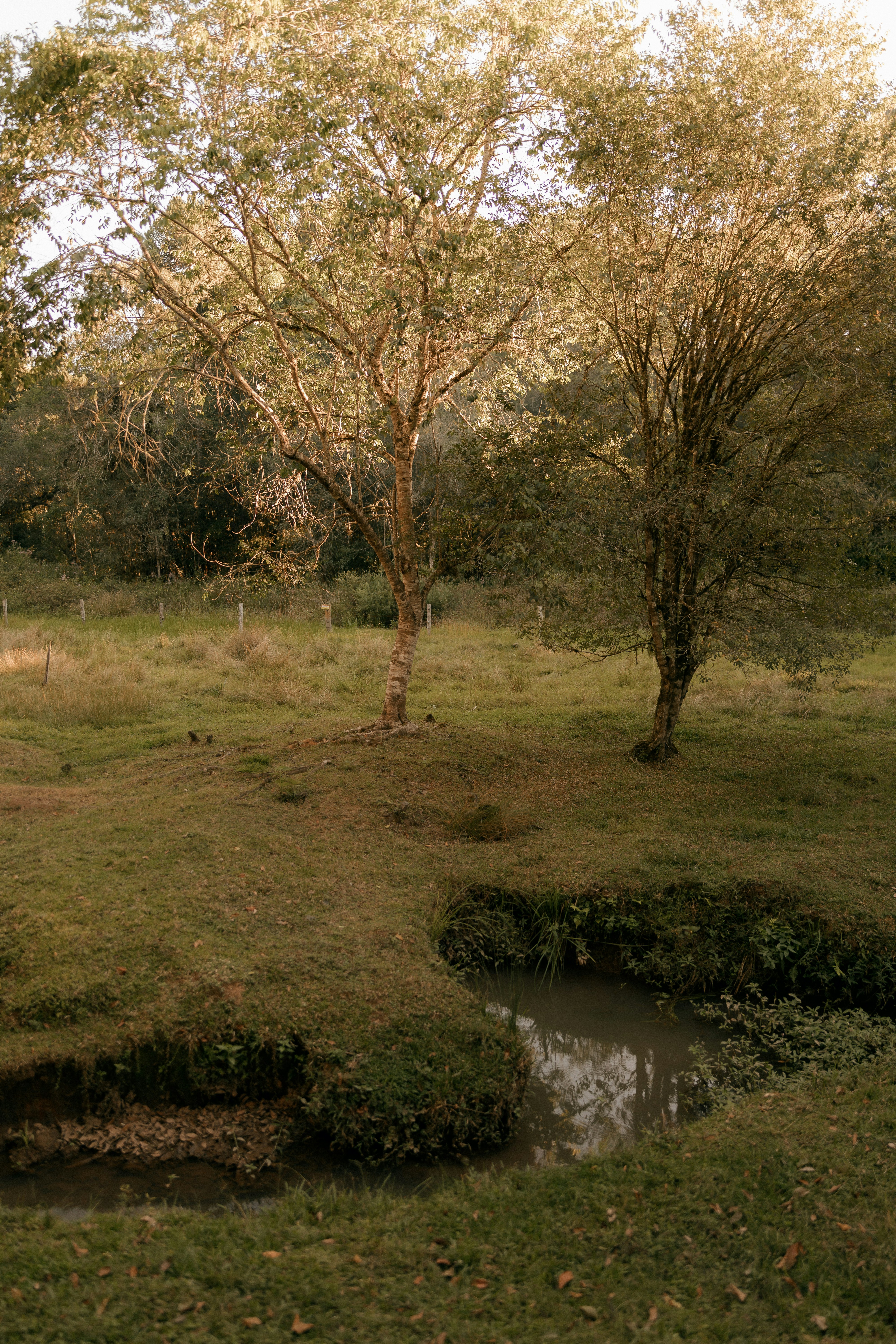 Two ancient trees over a quiet river bend