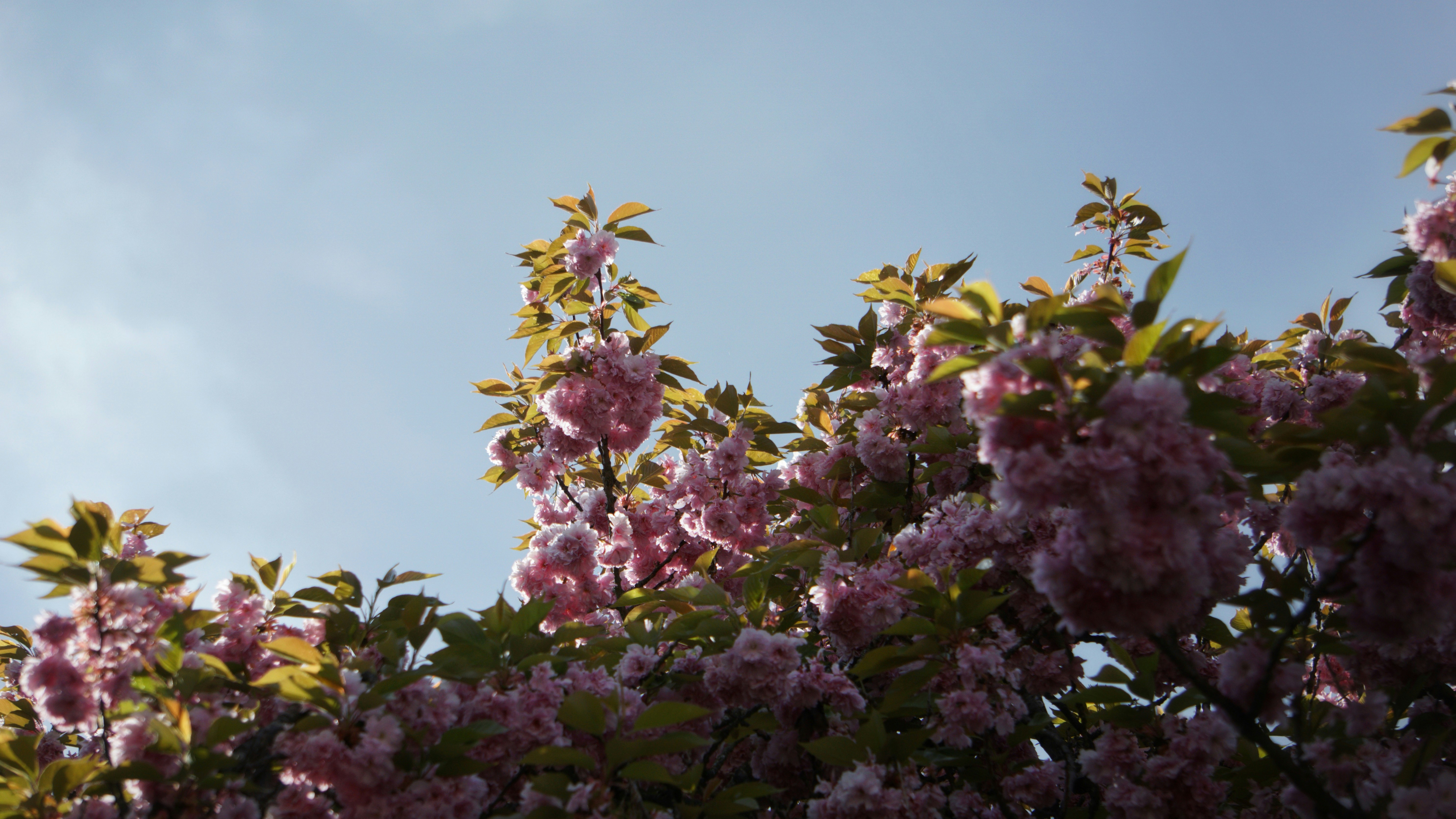 Pink blossomed shrub against a clear sky