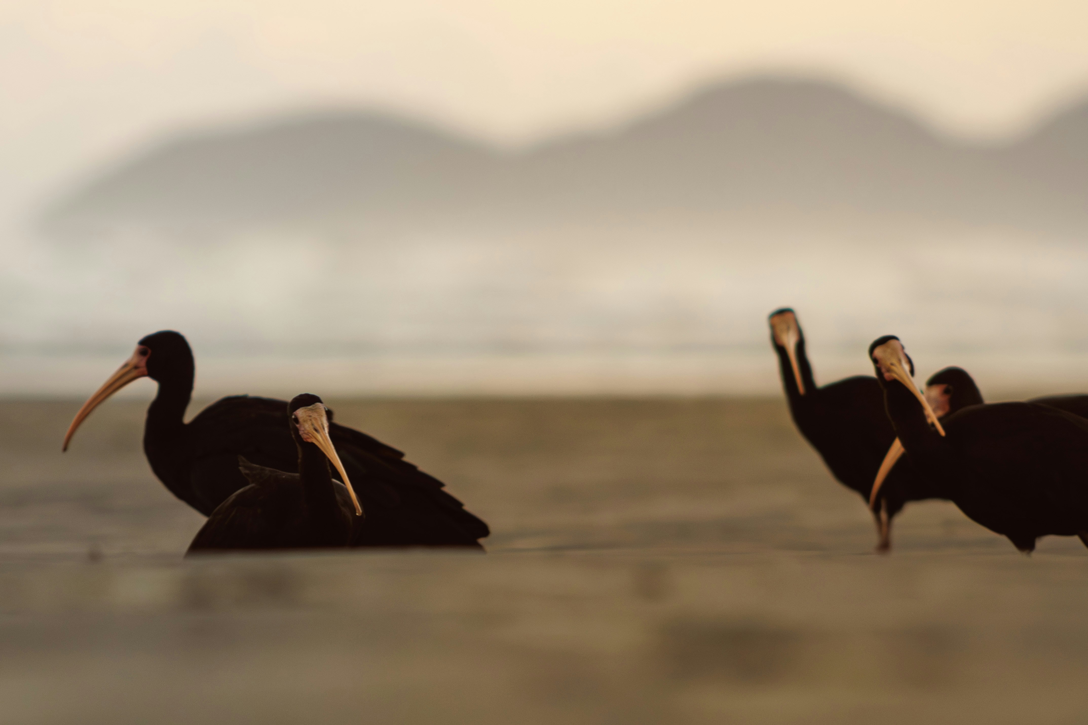 Dusk Stalkers: Pelicans in Low Tide
