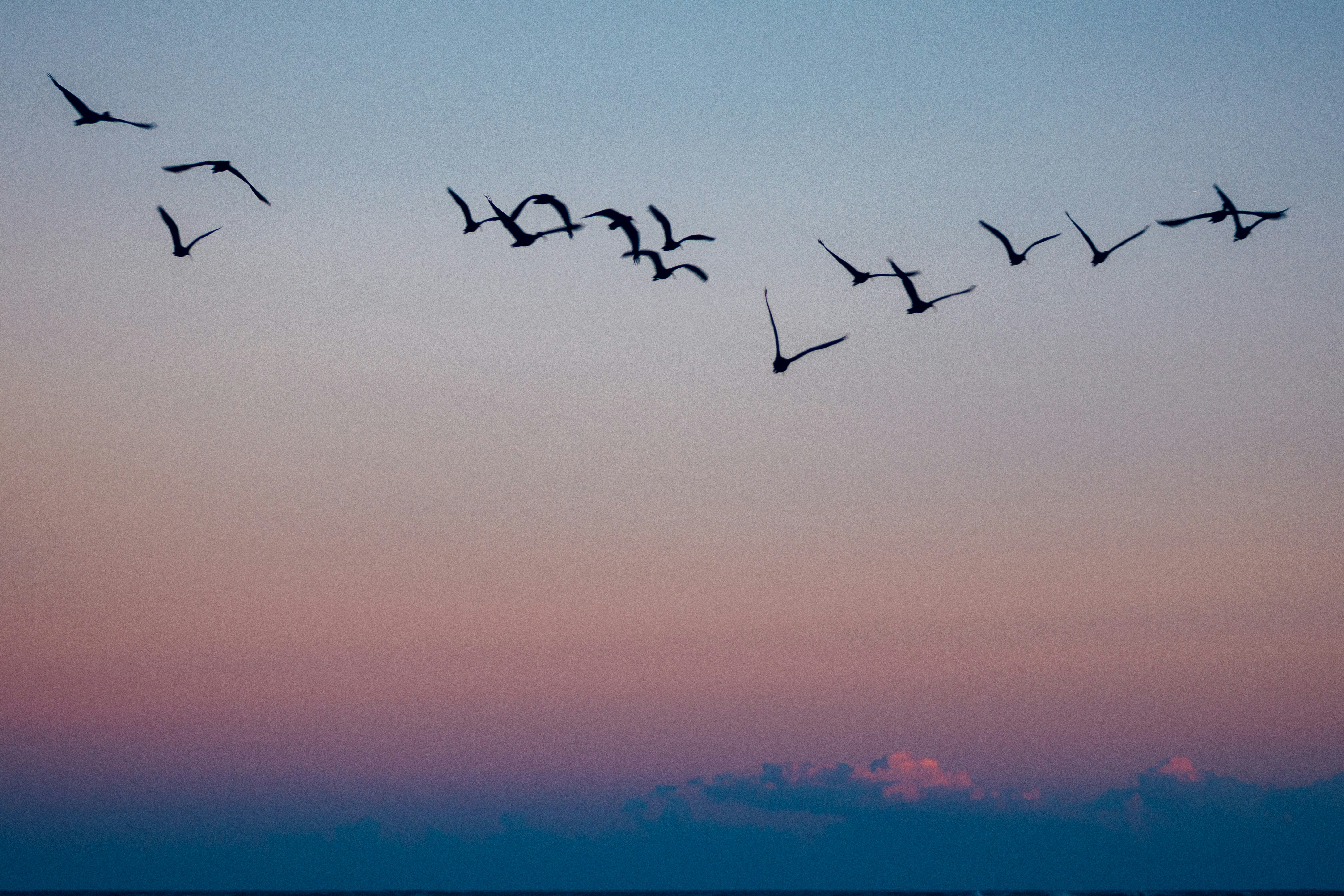 V-formation at Dusk: A Skyward Soaring Moment