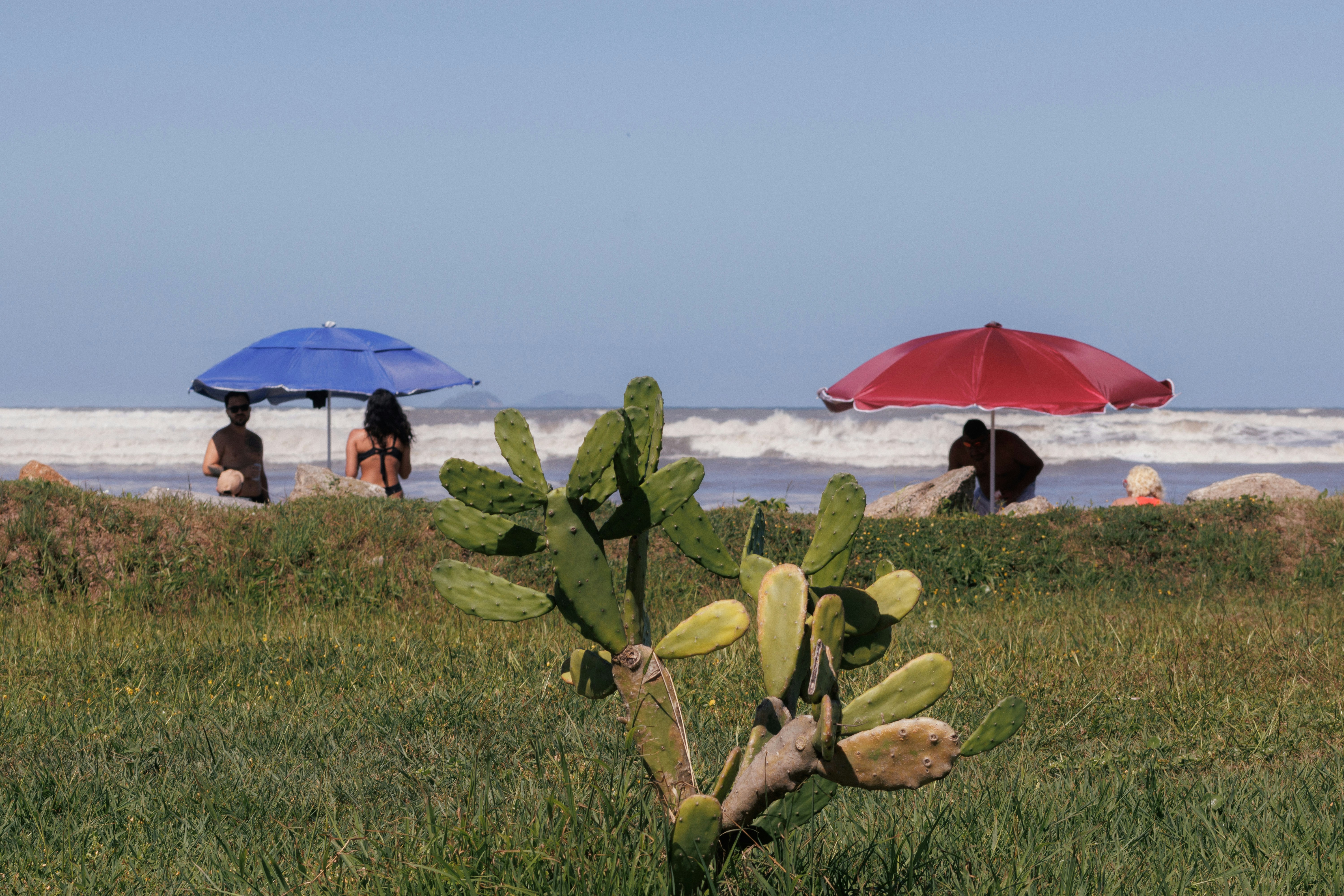 Candid beach scene with three parasols and beachgoers along the shoreline, framed by a foreground cactus and grassy dunes.