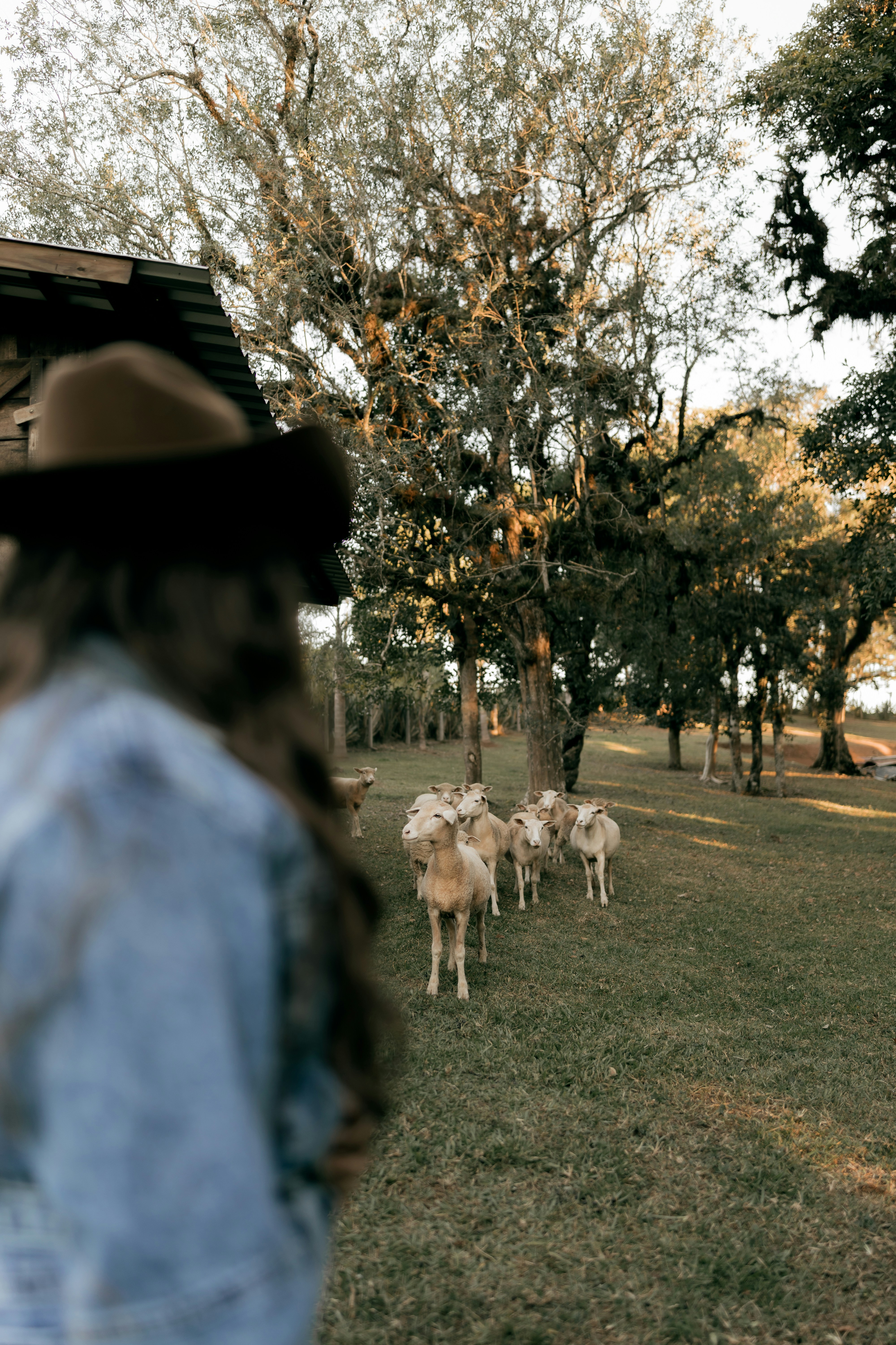 Grazing Attention: A Herder’s Pathway with a Flock in Evening Light