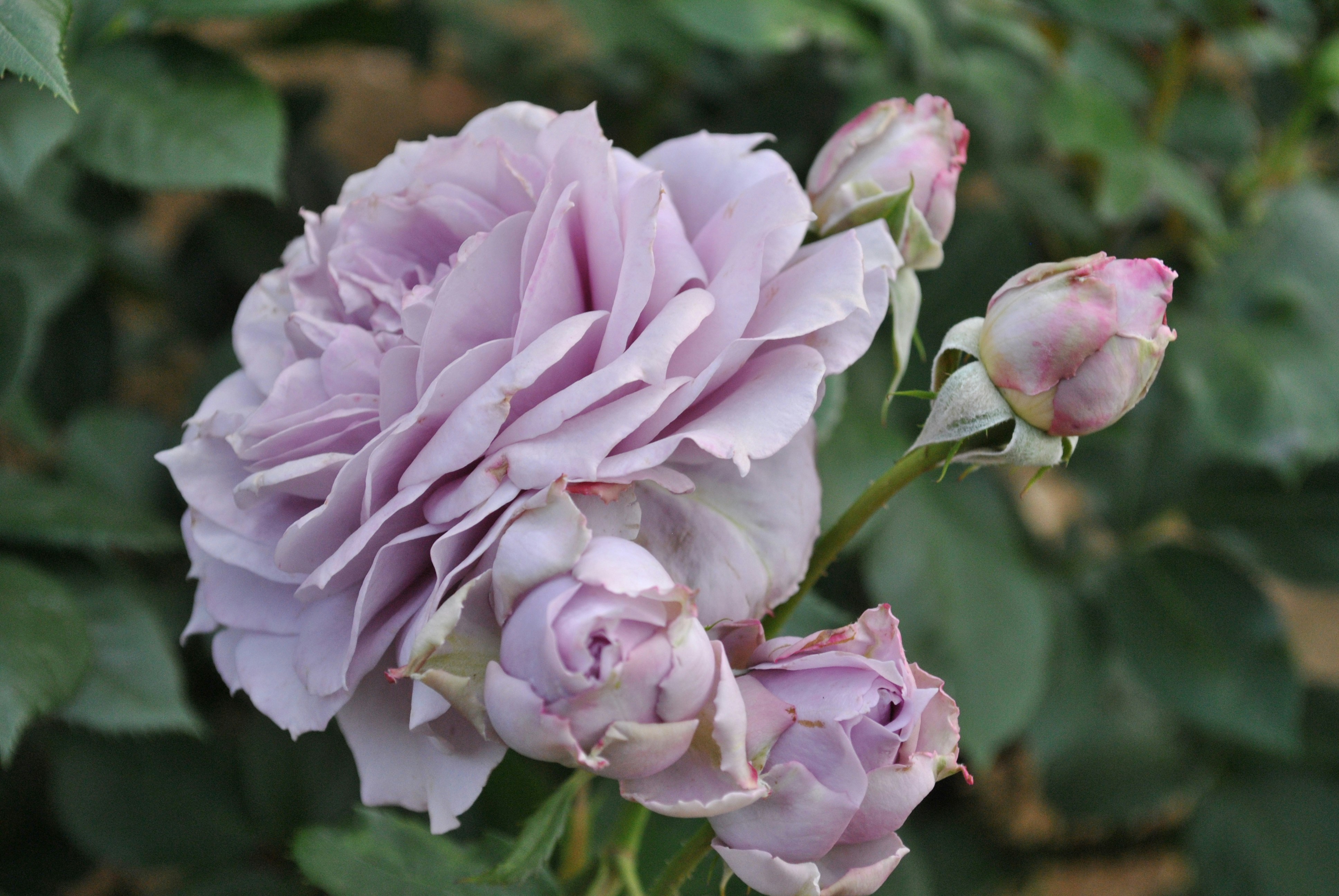 Lavender Rose in Bloom: Soft Petals Against a Verdant Backdrop
