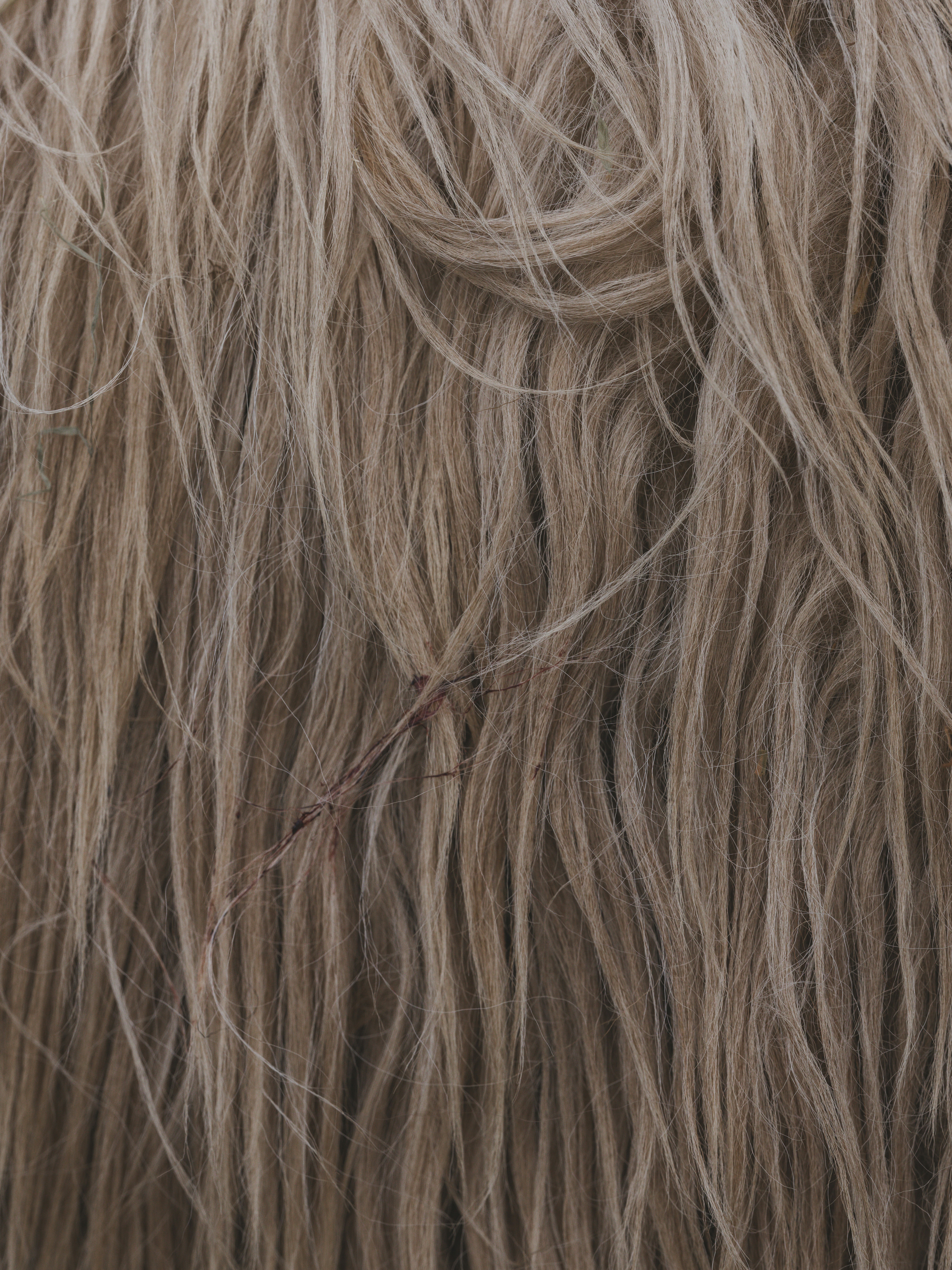 Tangled Strands: Close-up of Weathered Blonde Hair with Subtle Stitches