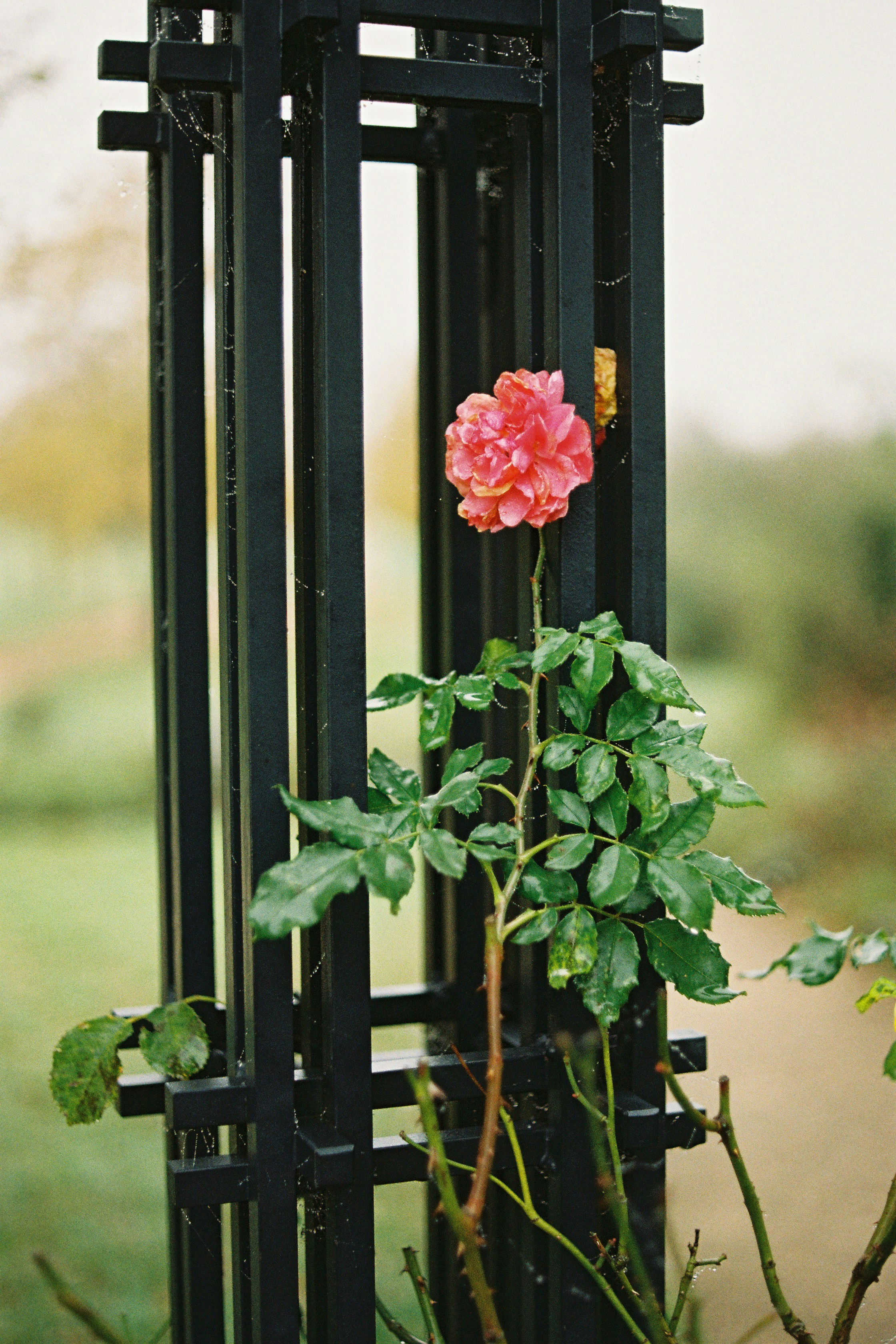 Rose in the Iron Grille