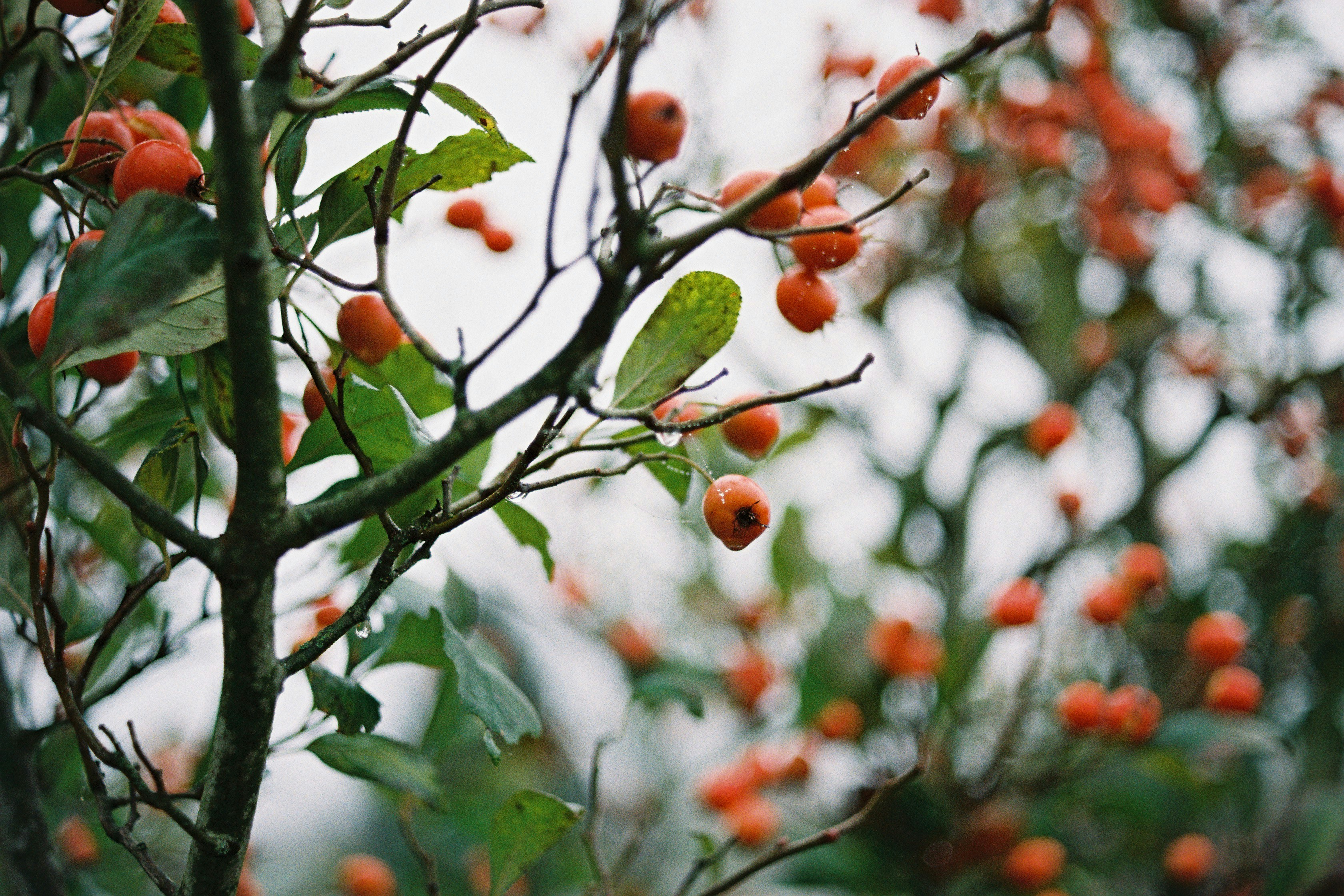 Autumn Raspberries on a Quiet Branch