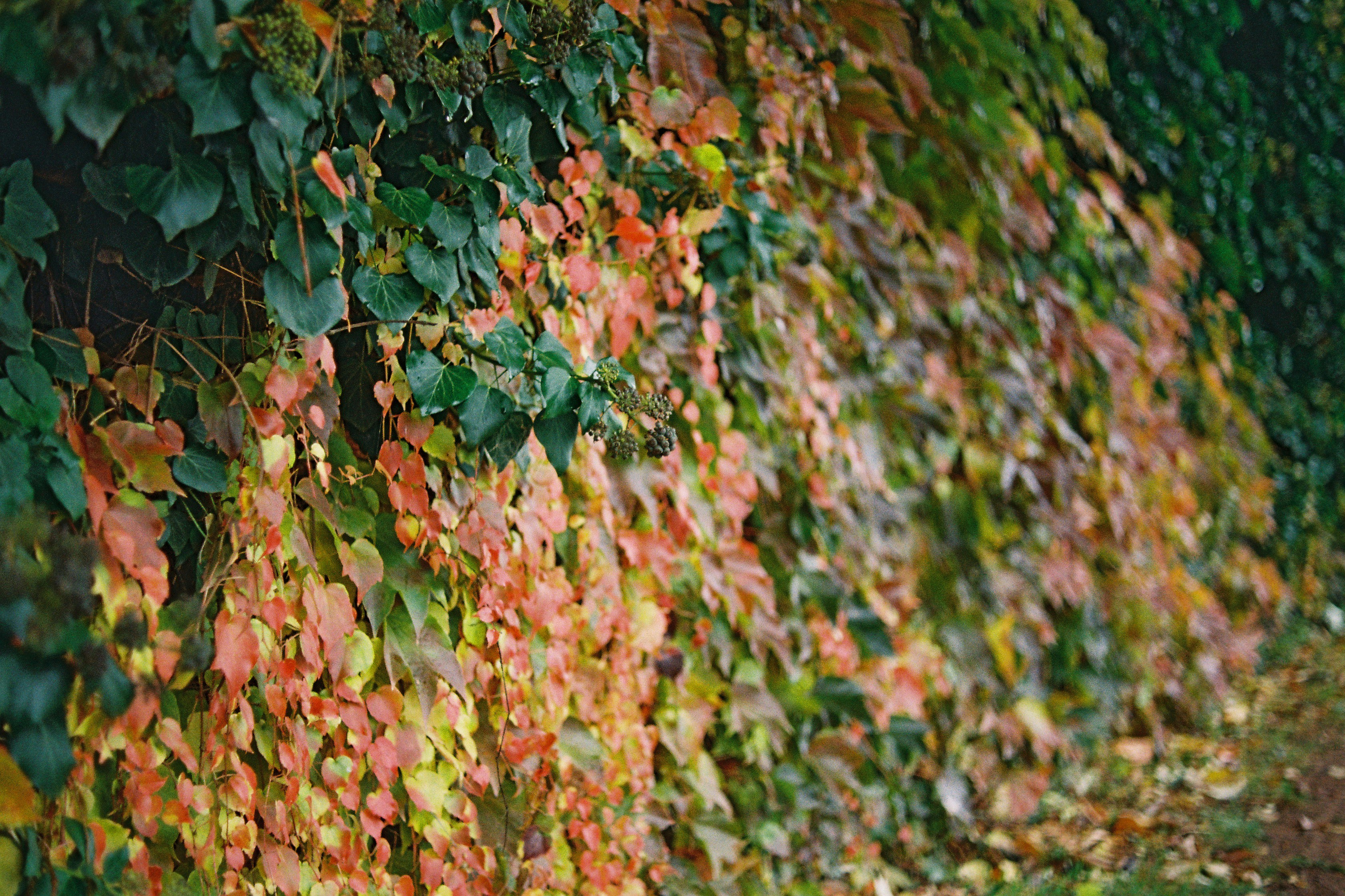 Autumnal Ivy Hedges: A Quiet Vein of Color