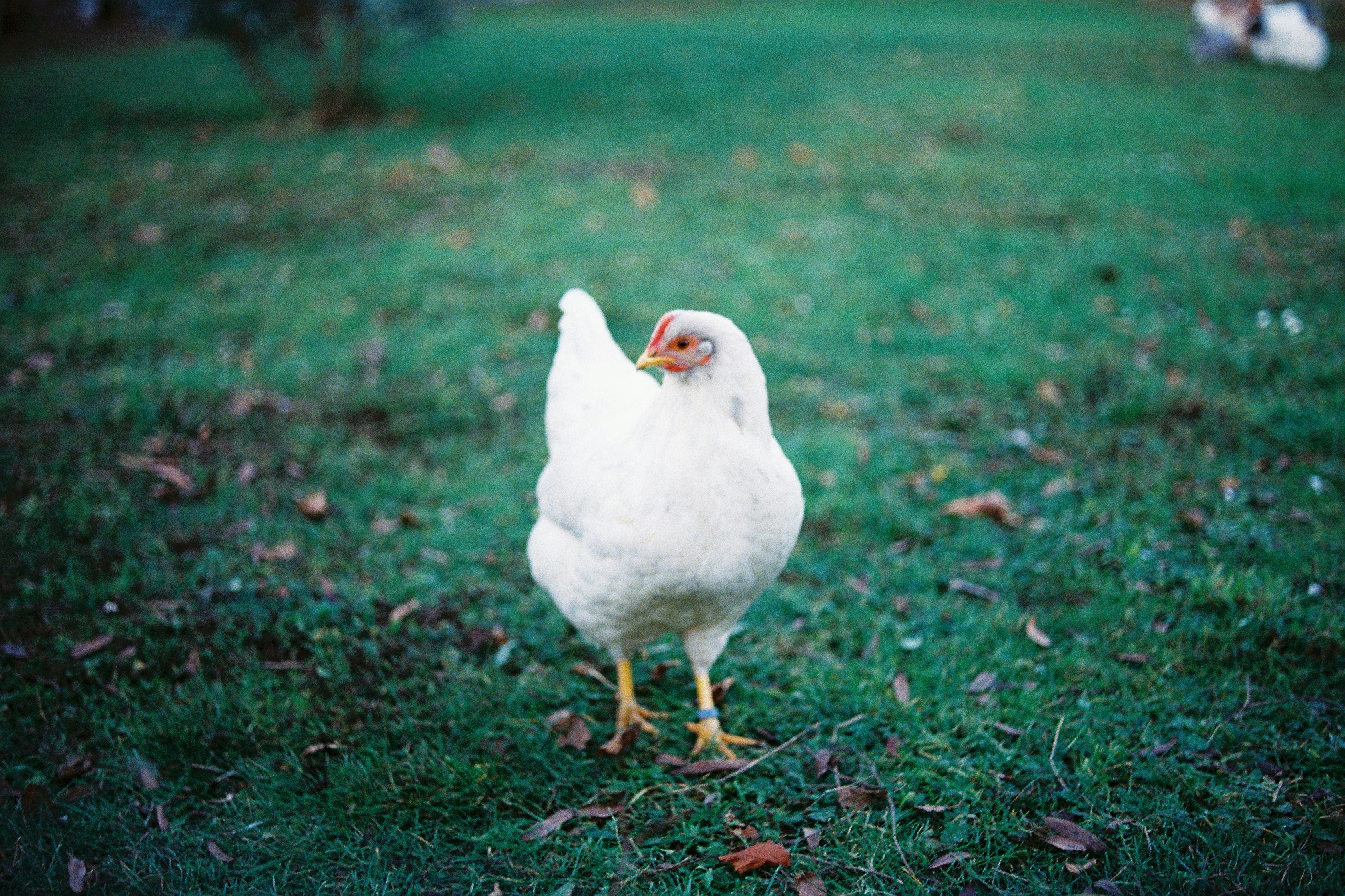 White hen on green lawn under soft daylight