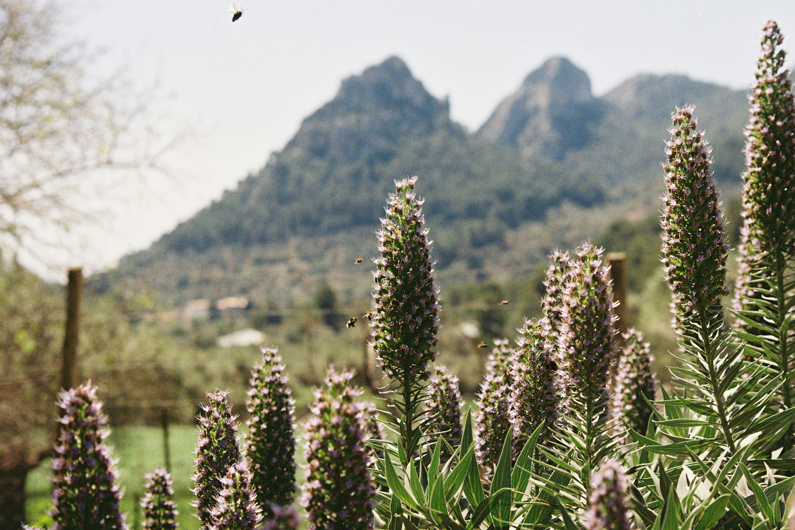 Snowy Peaks Above a Field of Indigo Spikes