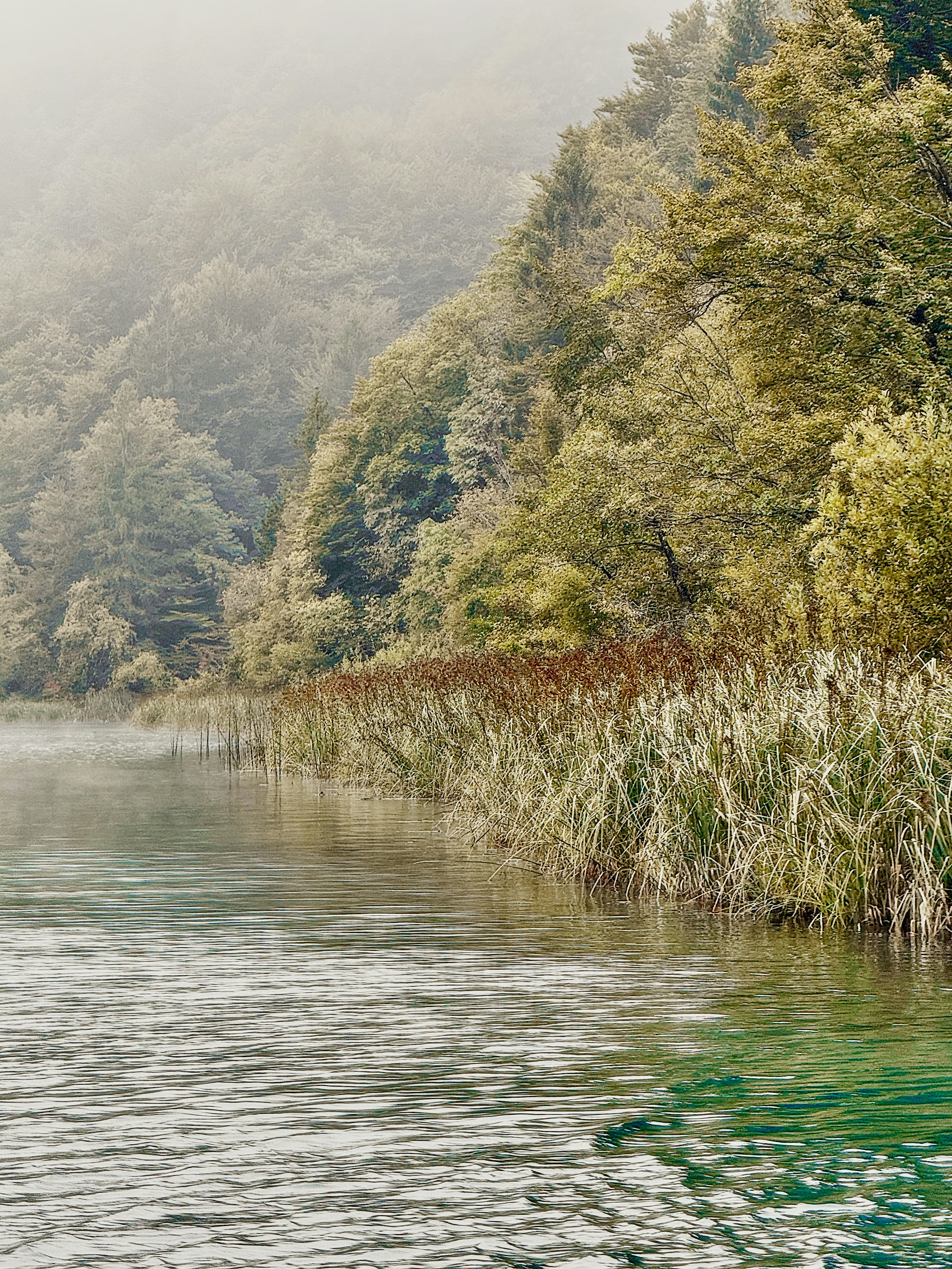 Quiet shoreline fade into misty forested hillside