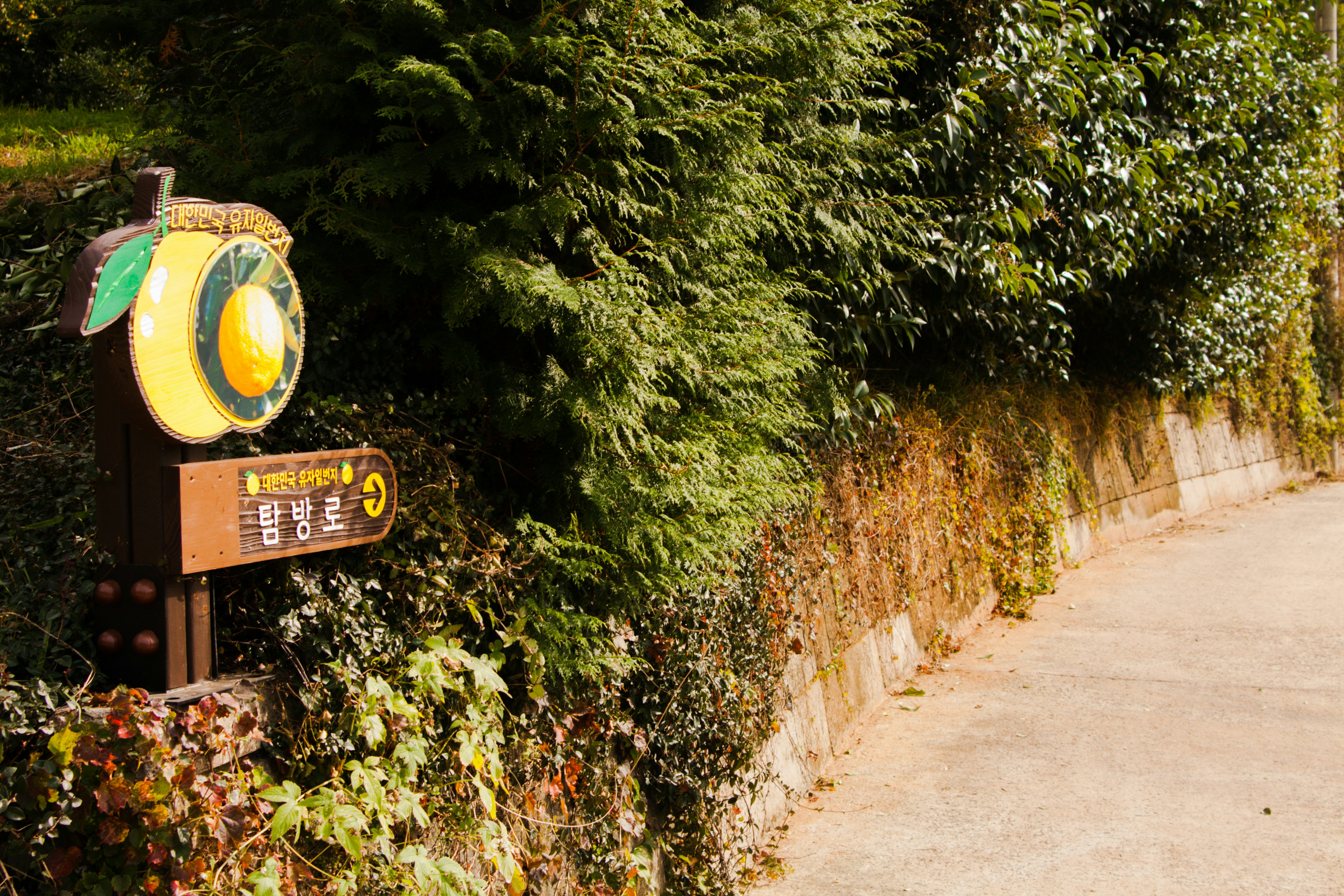 A sunlit garden path beside a stone wall, dominated by a whimsical, olive-yellow orchard sign with Korean lettering and surrounding greenery.