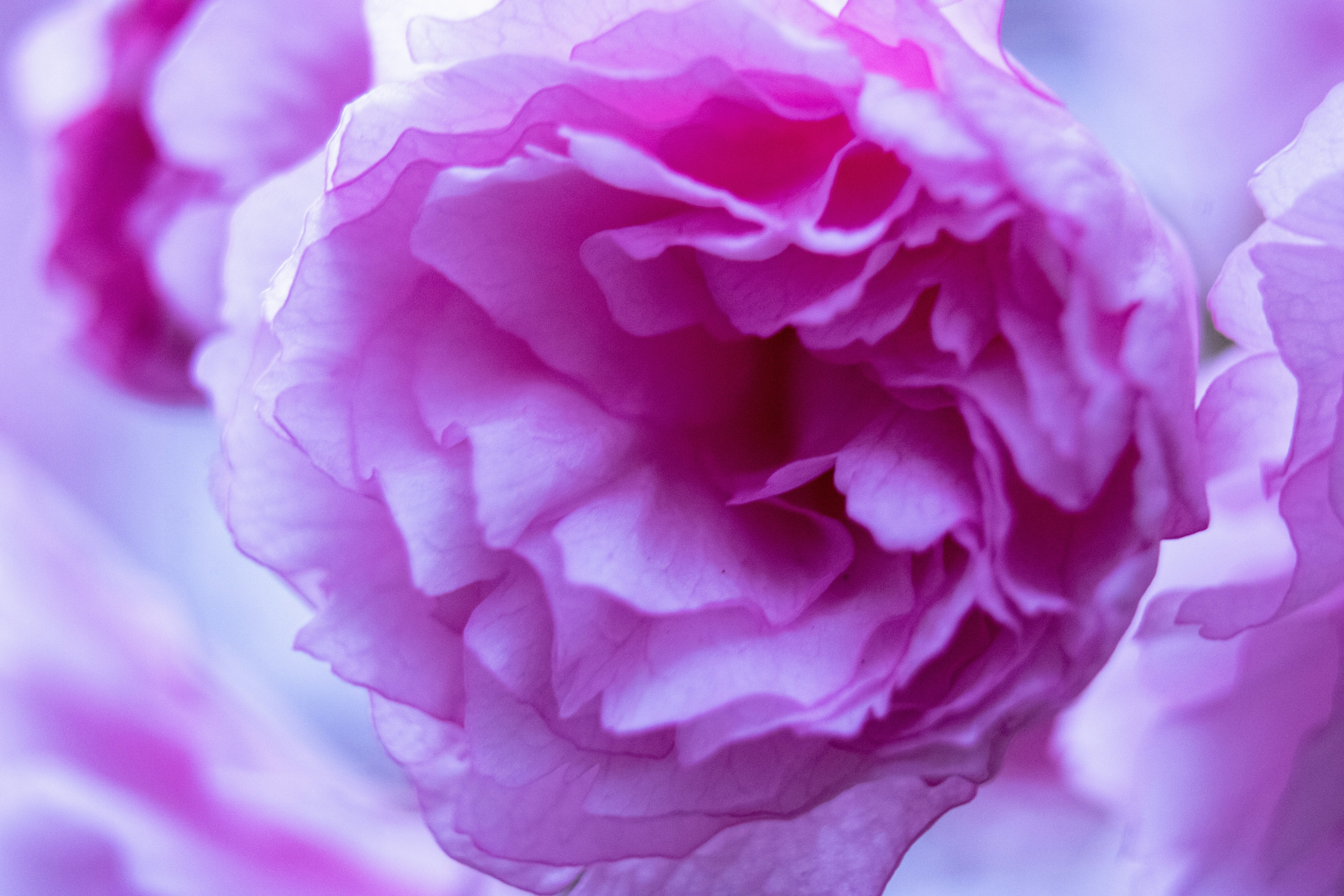 Lavender Bloom: A Macro Study of Petal Texture and Depth