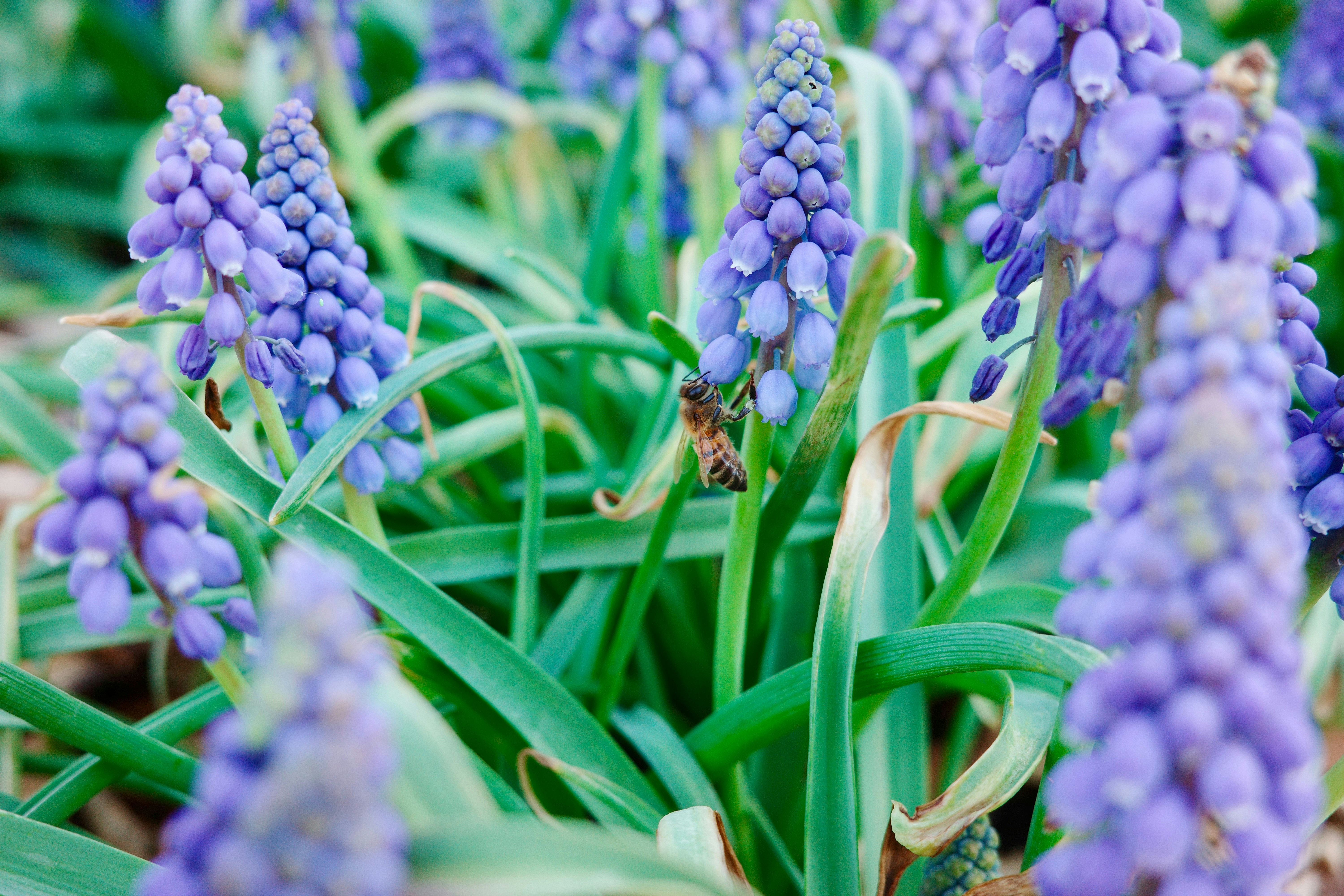 Bee on a violet grape hyacinth amid garden greens