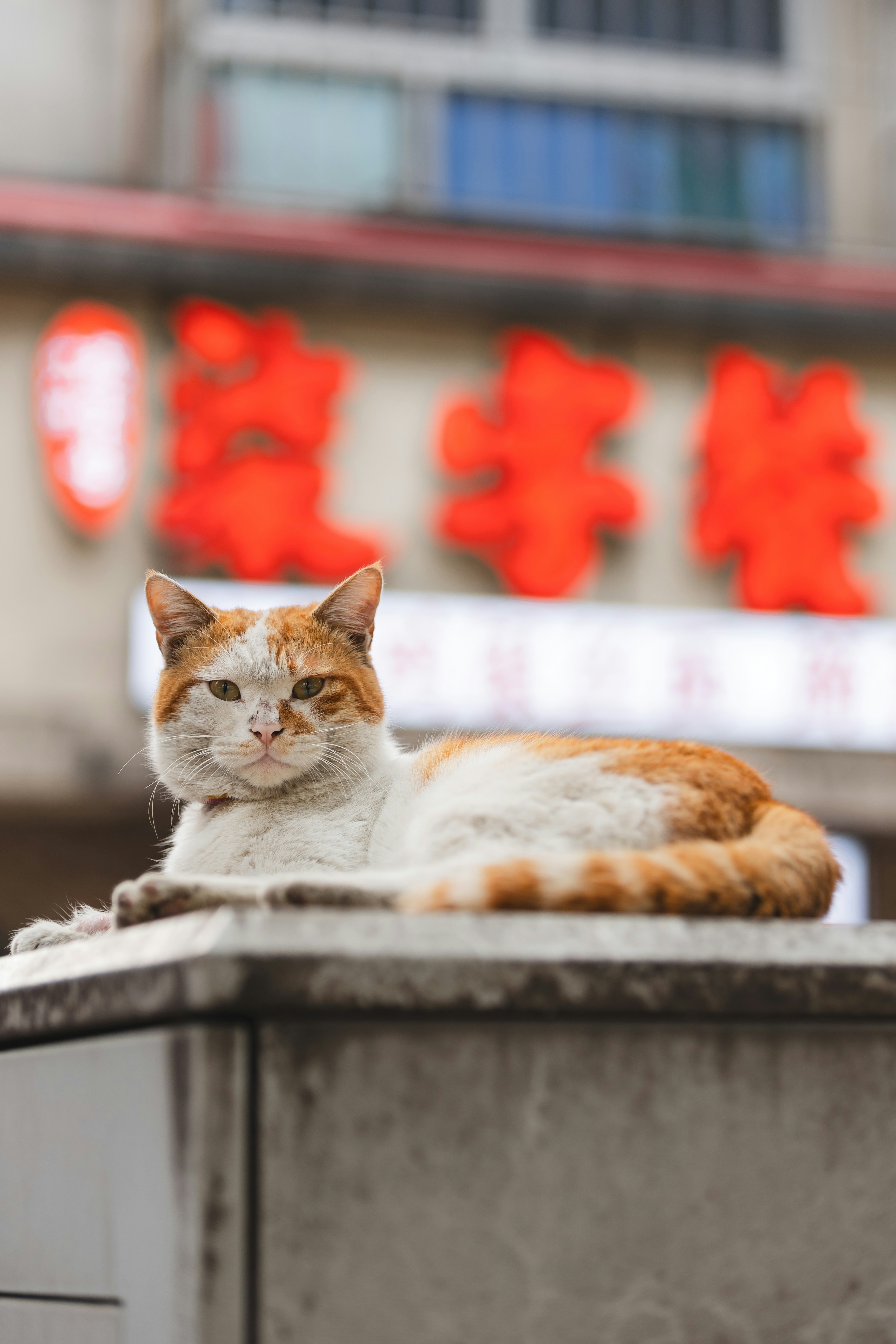Calico Sentinel: A Relaxed Cat Overlook in Urban Lights