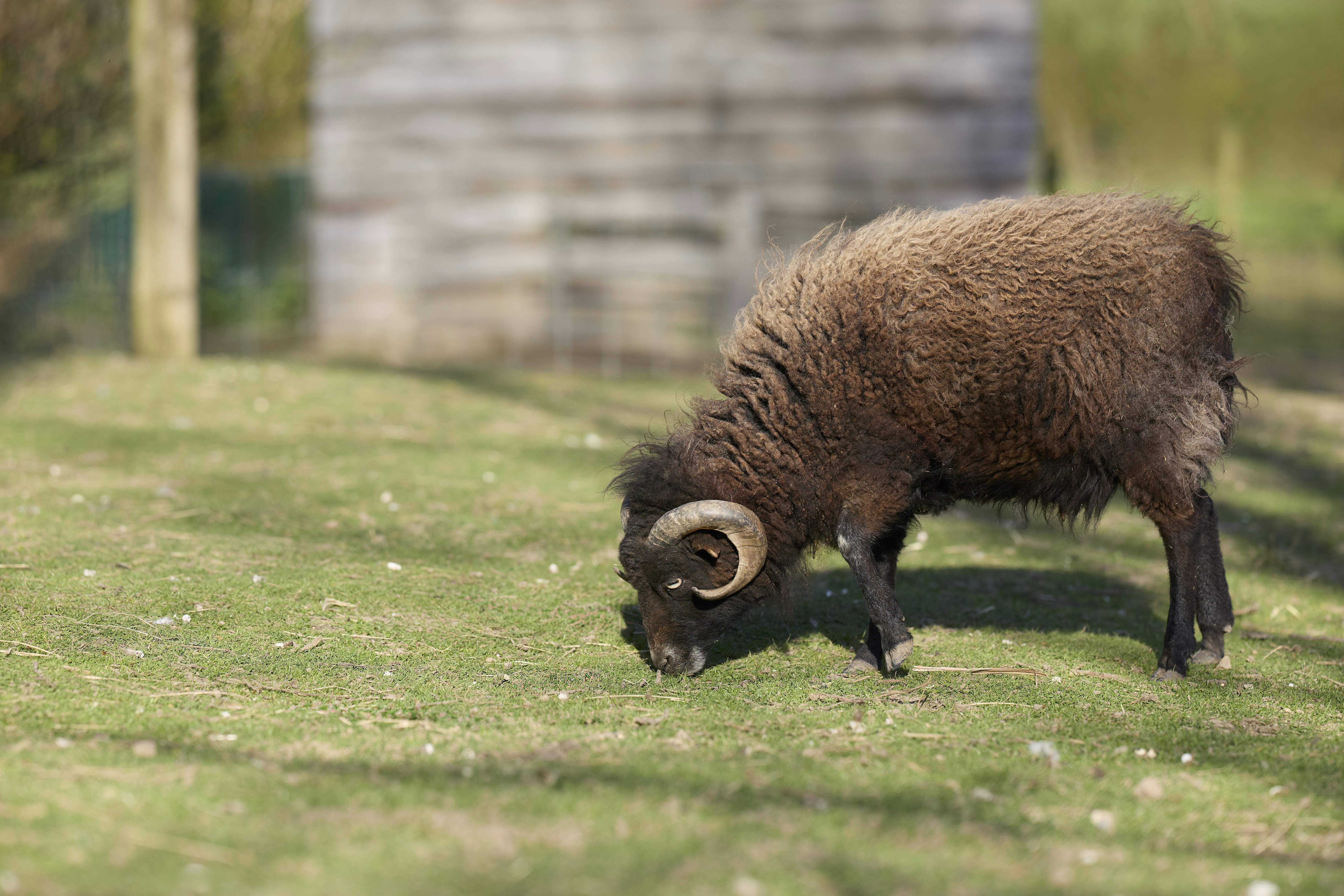 Grazing in the Afternoon: A Ram with Sturdy Horns on Sunlit Grass