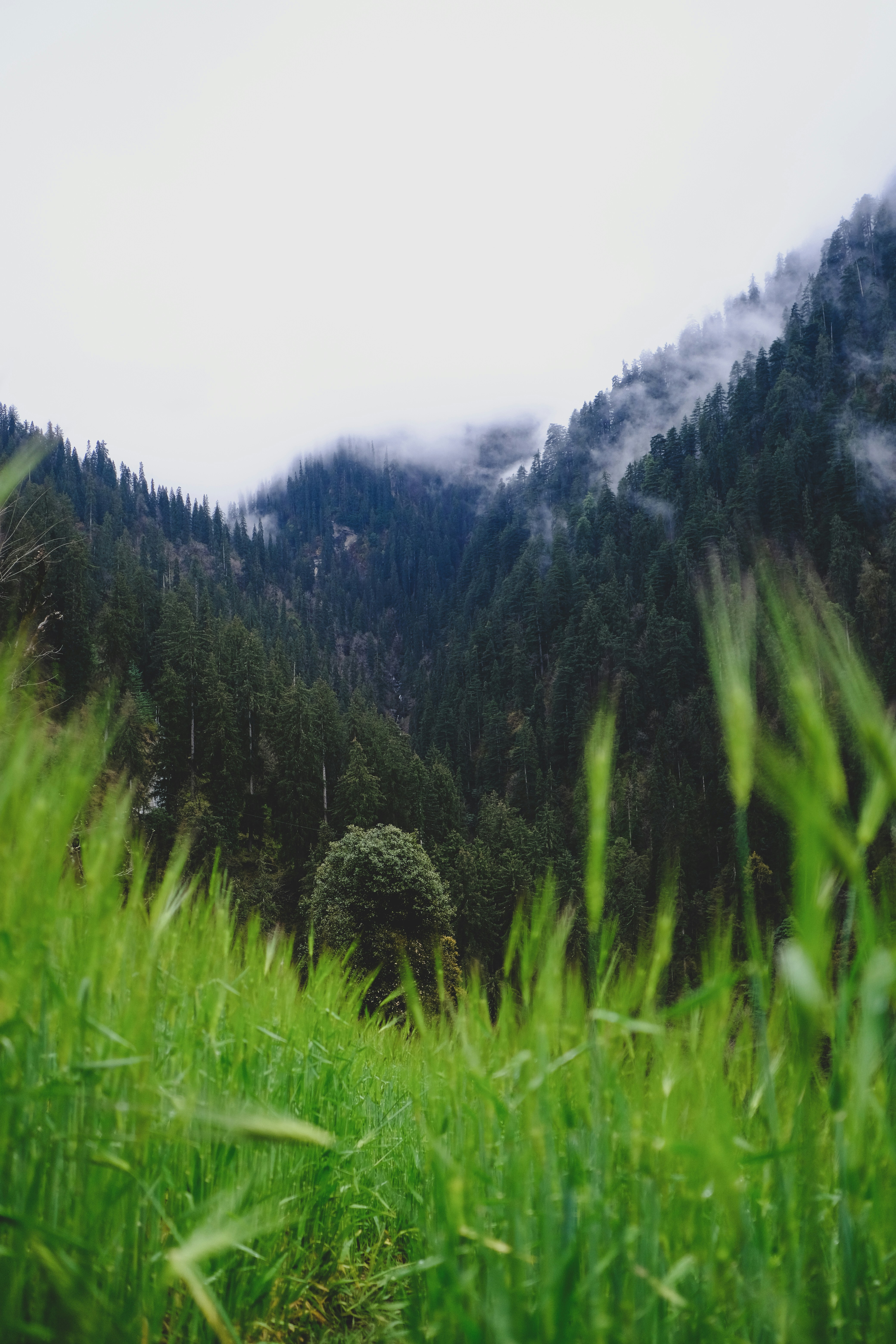 Valley Mist over the Pine Spine