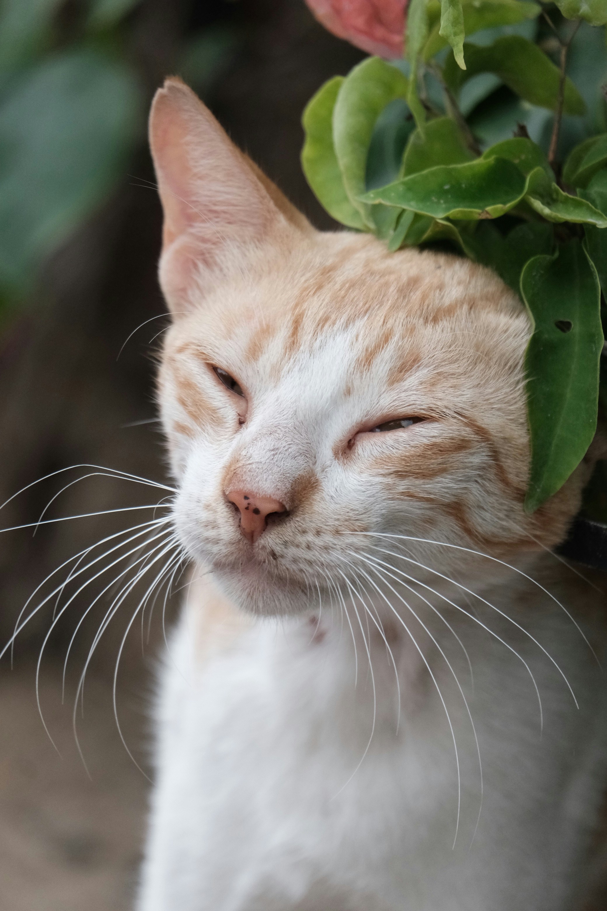 Half-Closed Velvet: A Cat's Quiet Moment in the Garden Shade