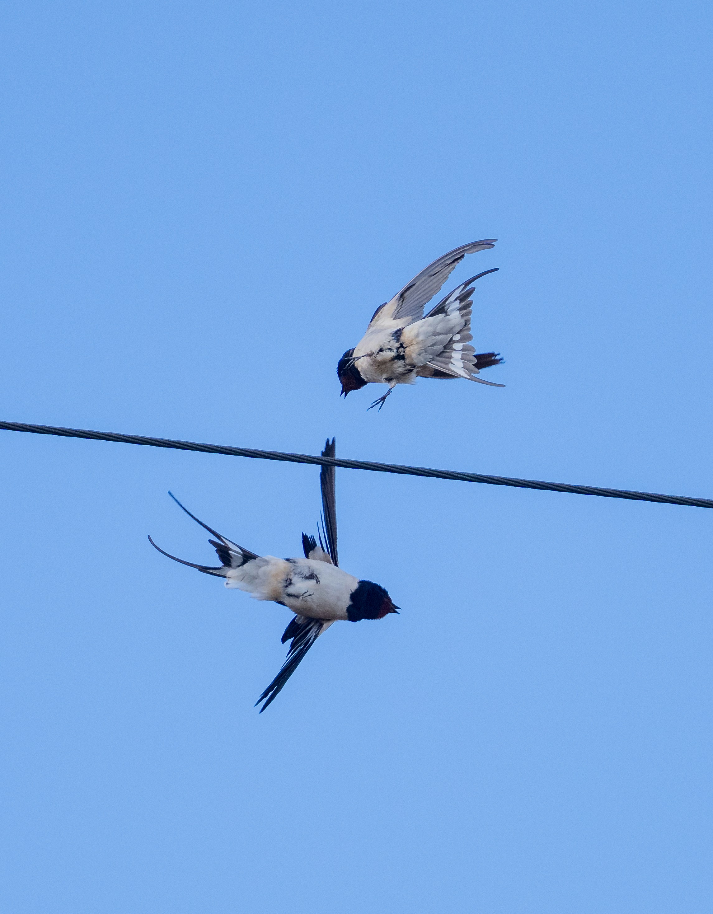 Two Swallows in Midair: A Tight Crossing Above a Thin Line