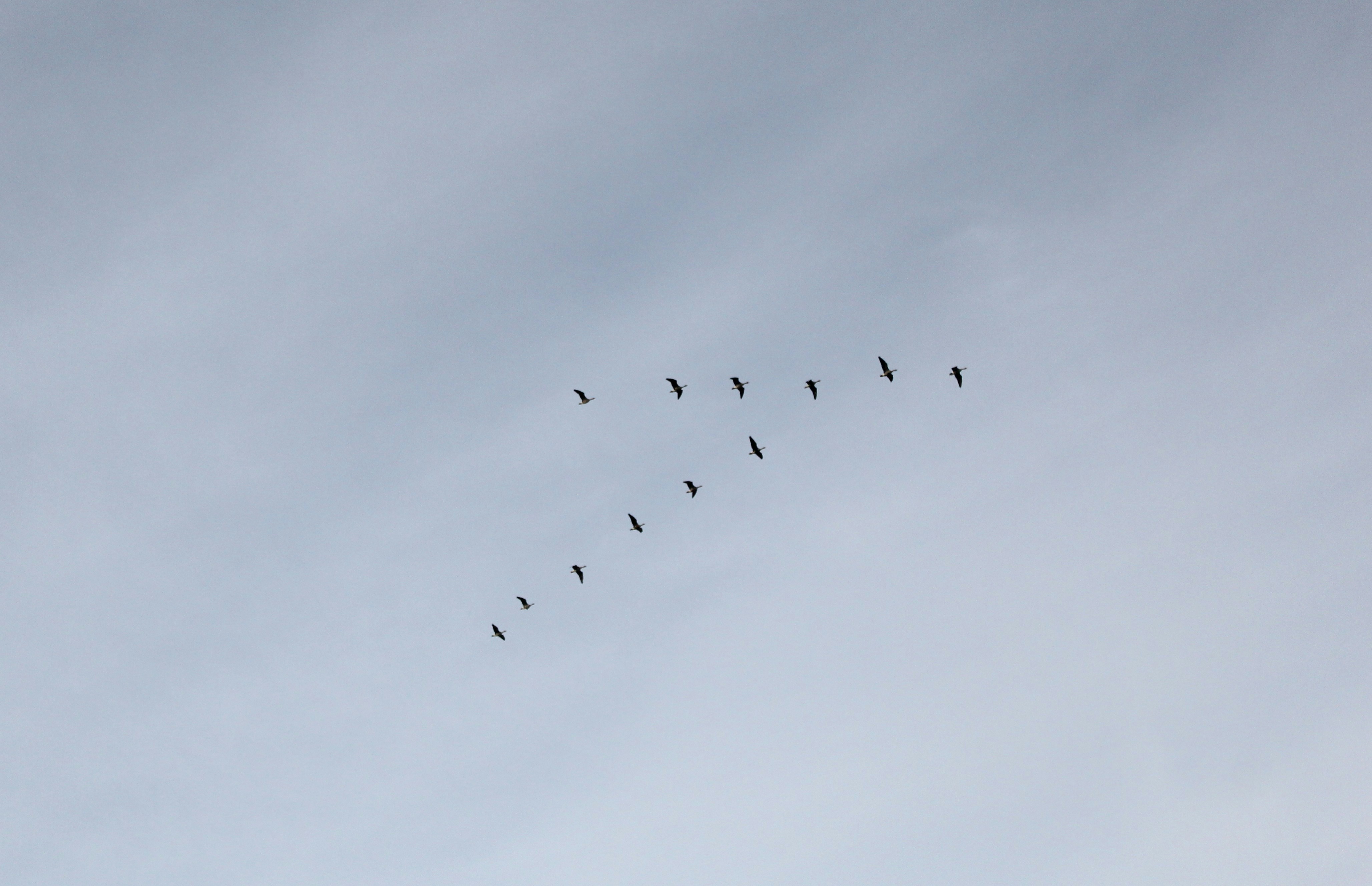 A V-formation of Birds Crossing a Pale Sky