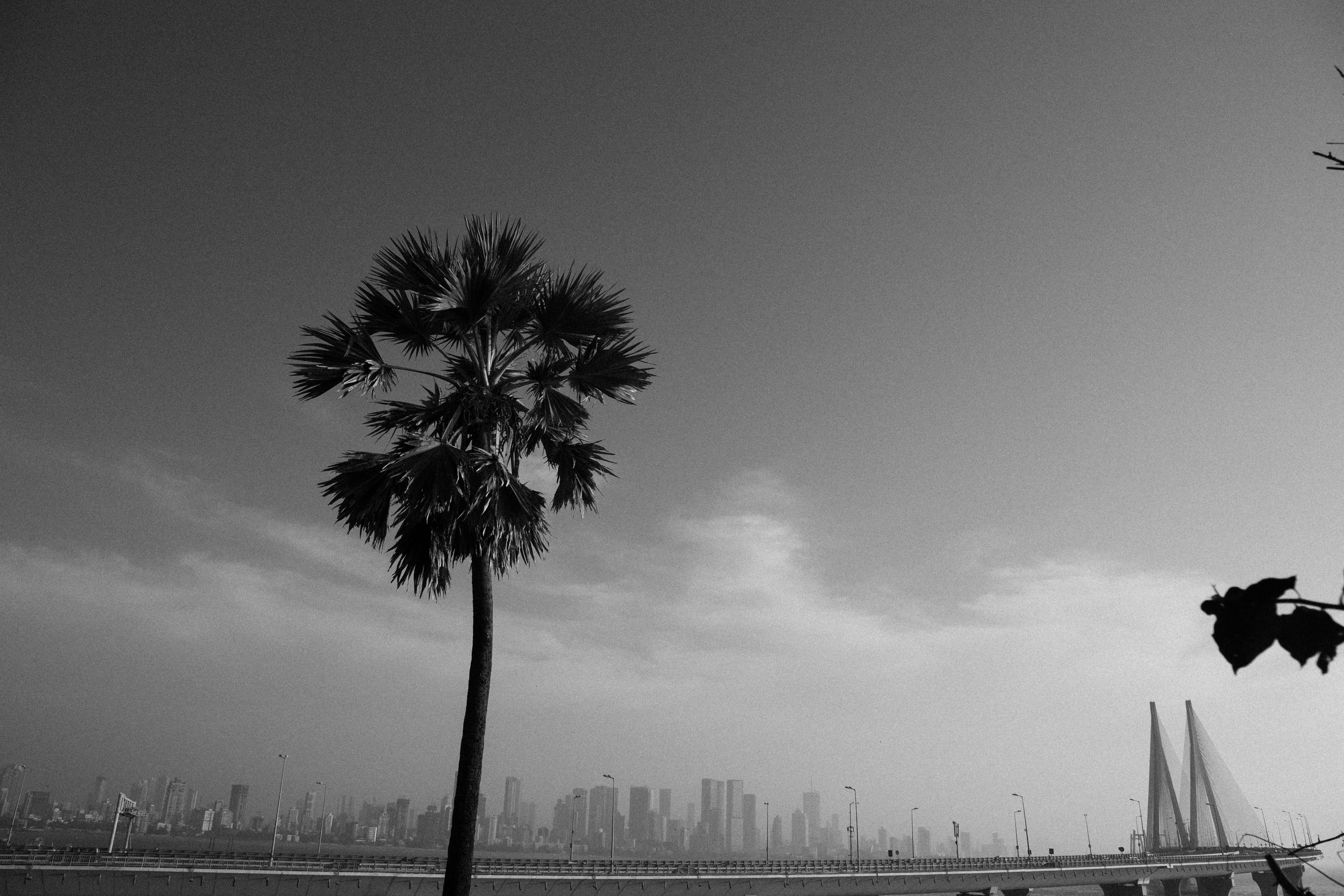 Cityscape Serenade: A Lone Palm Against the Distant Skyline