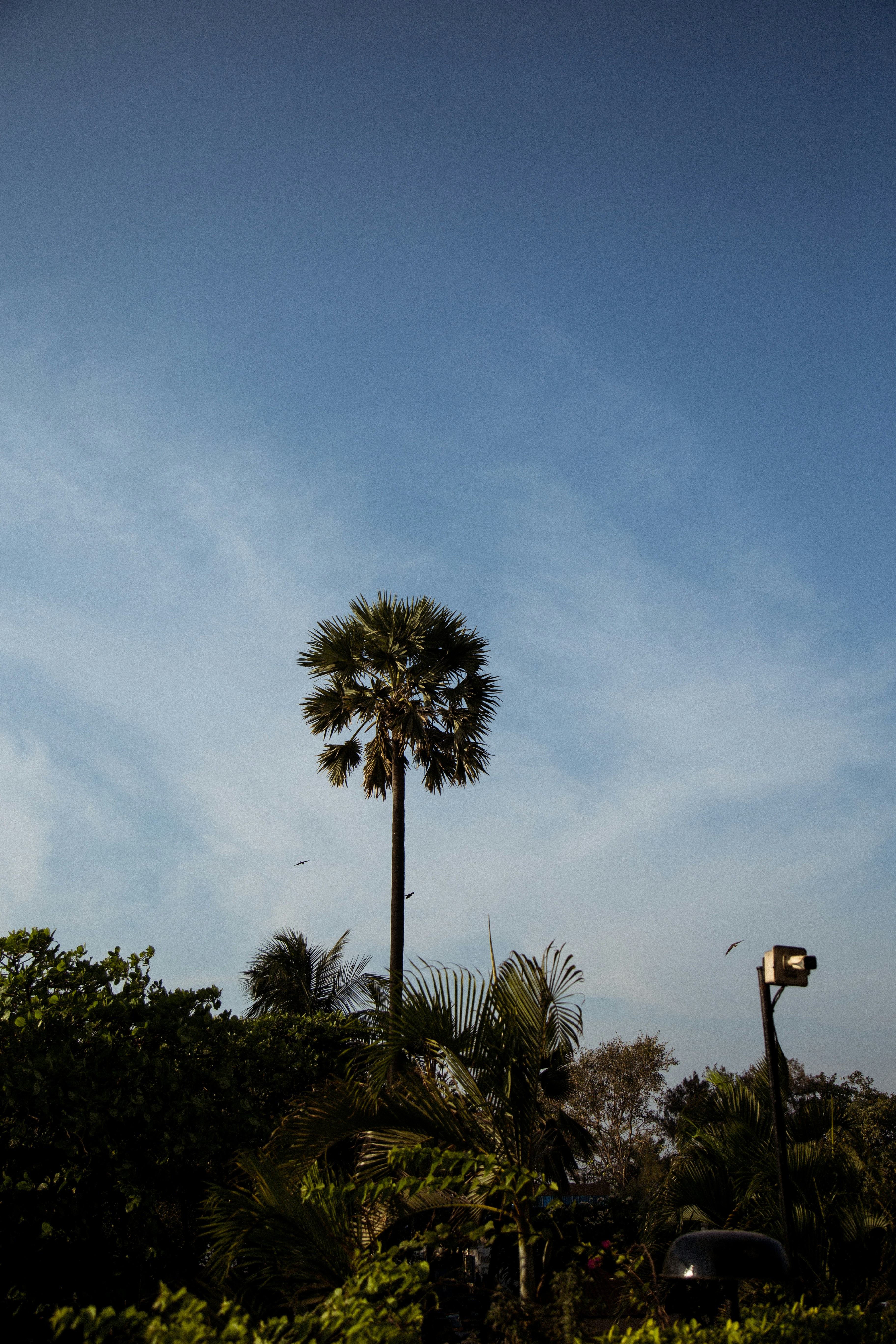 Palms Against the Open Sky