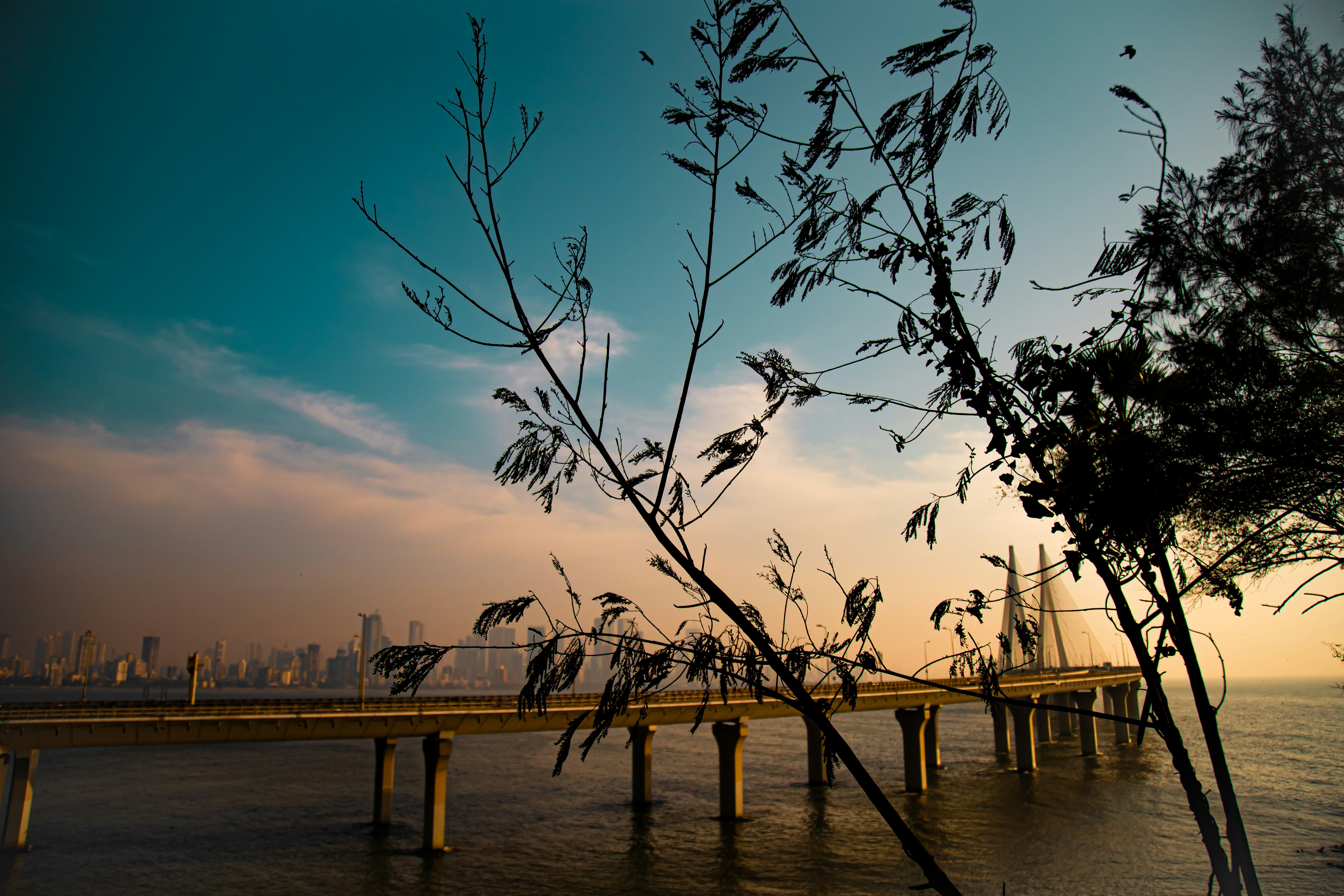 Sunset Promenade: Pier, Cityscape, and Wind-Swept Branches
