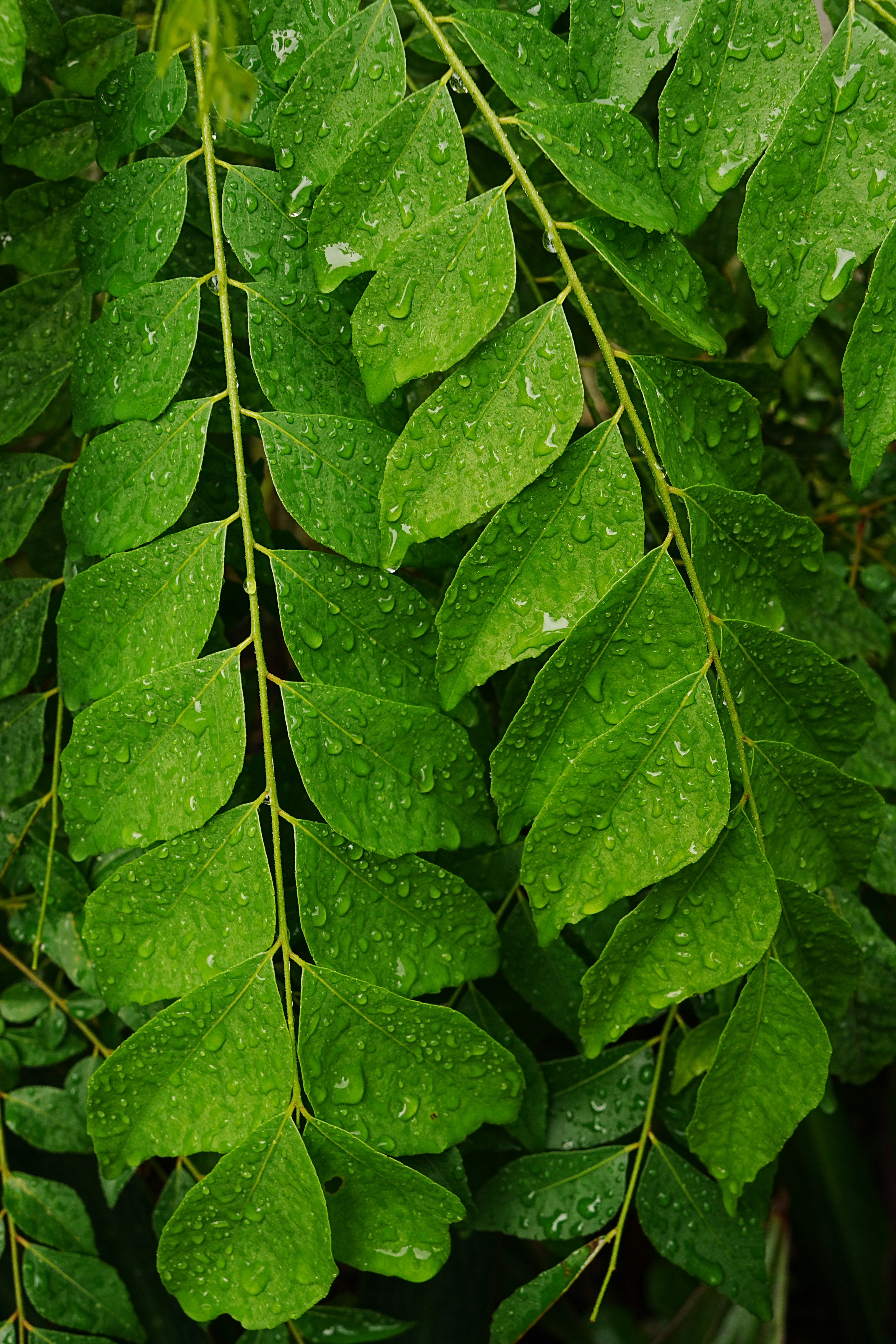 Drops on Green Veins: Close-Up of Fern-like Leaves