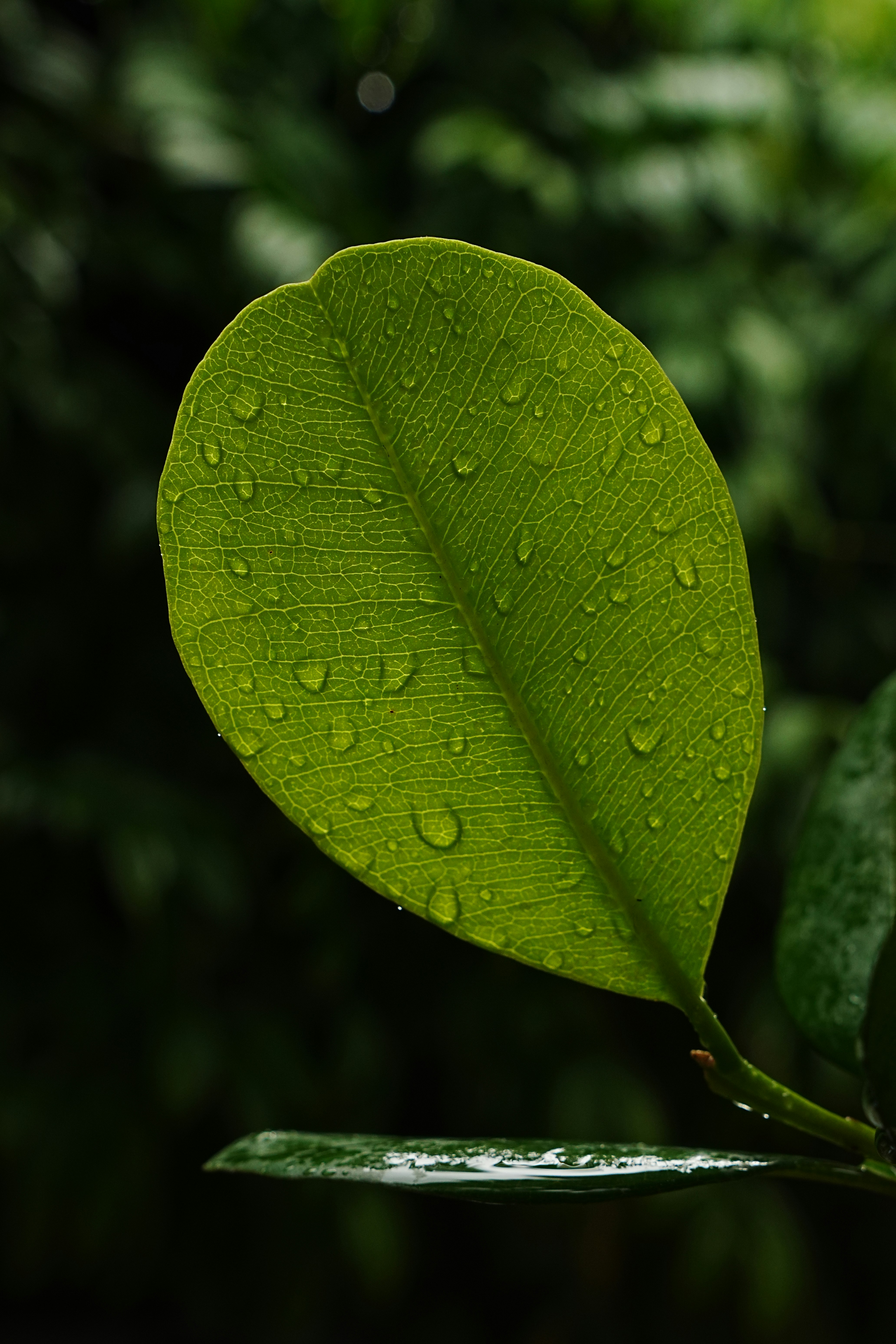 Dew-kissed Camellia Leaf in a Quiet Green Frame