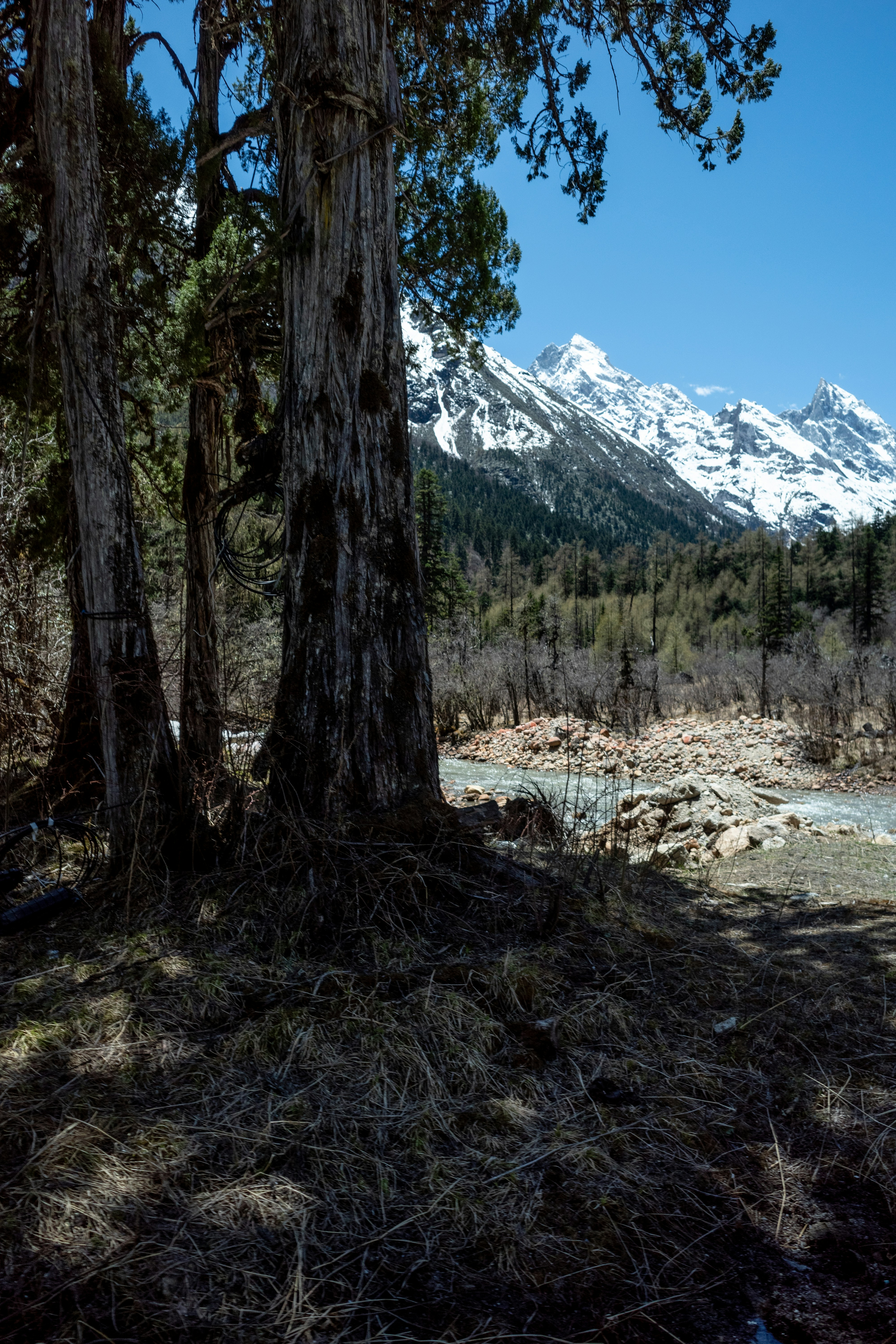 Snow-capped Peaks Behind Ancient Pines by a Mountain Stream