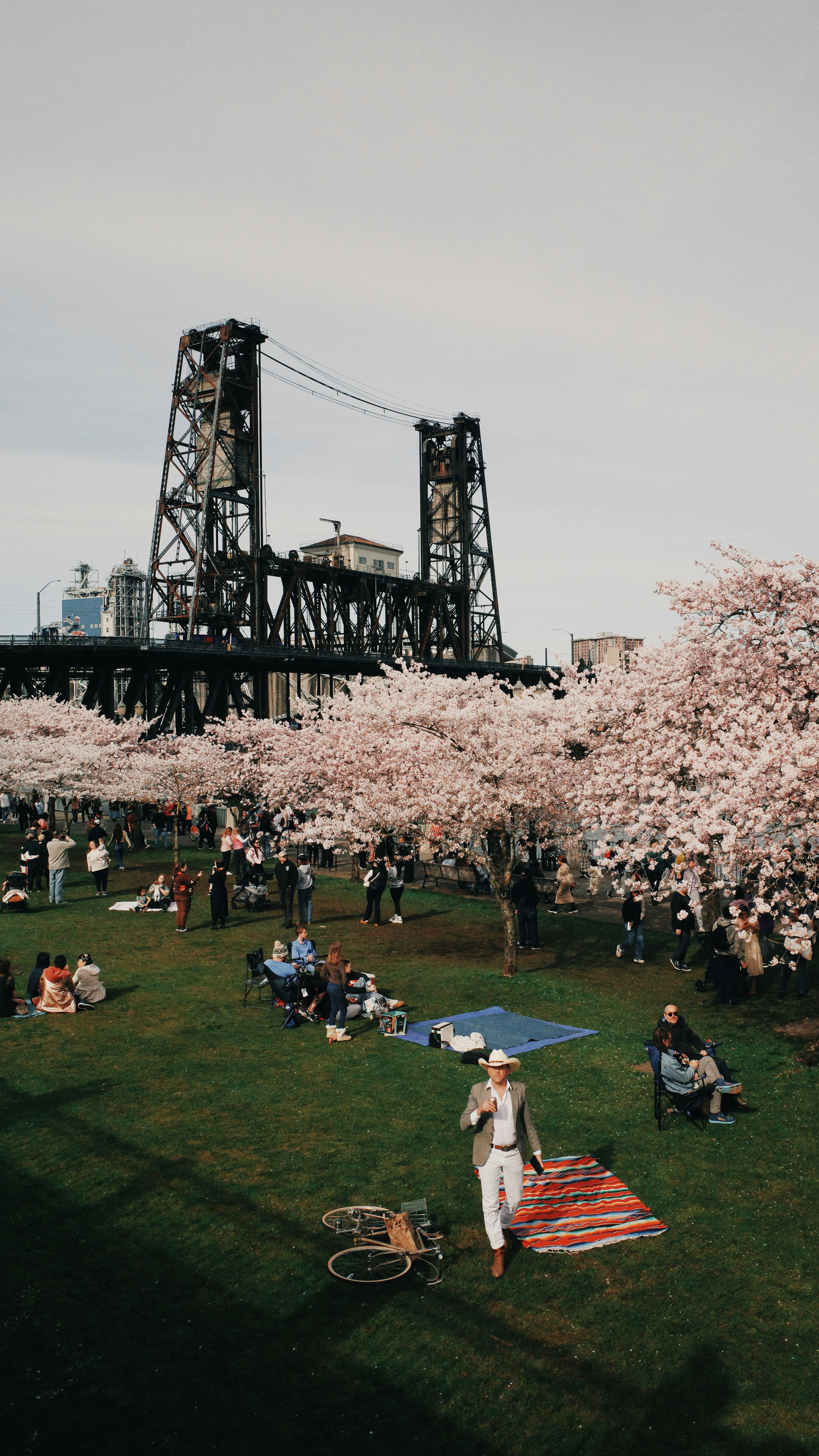 Cherry Blossoms Under Foggy Towers by the River