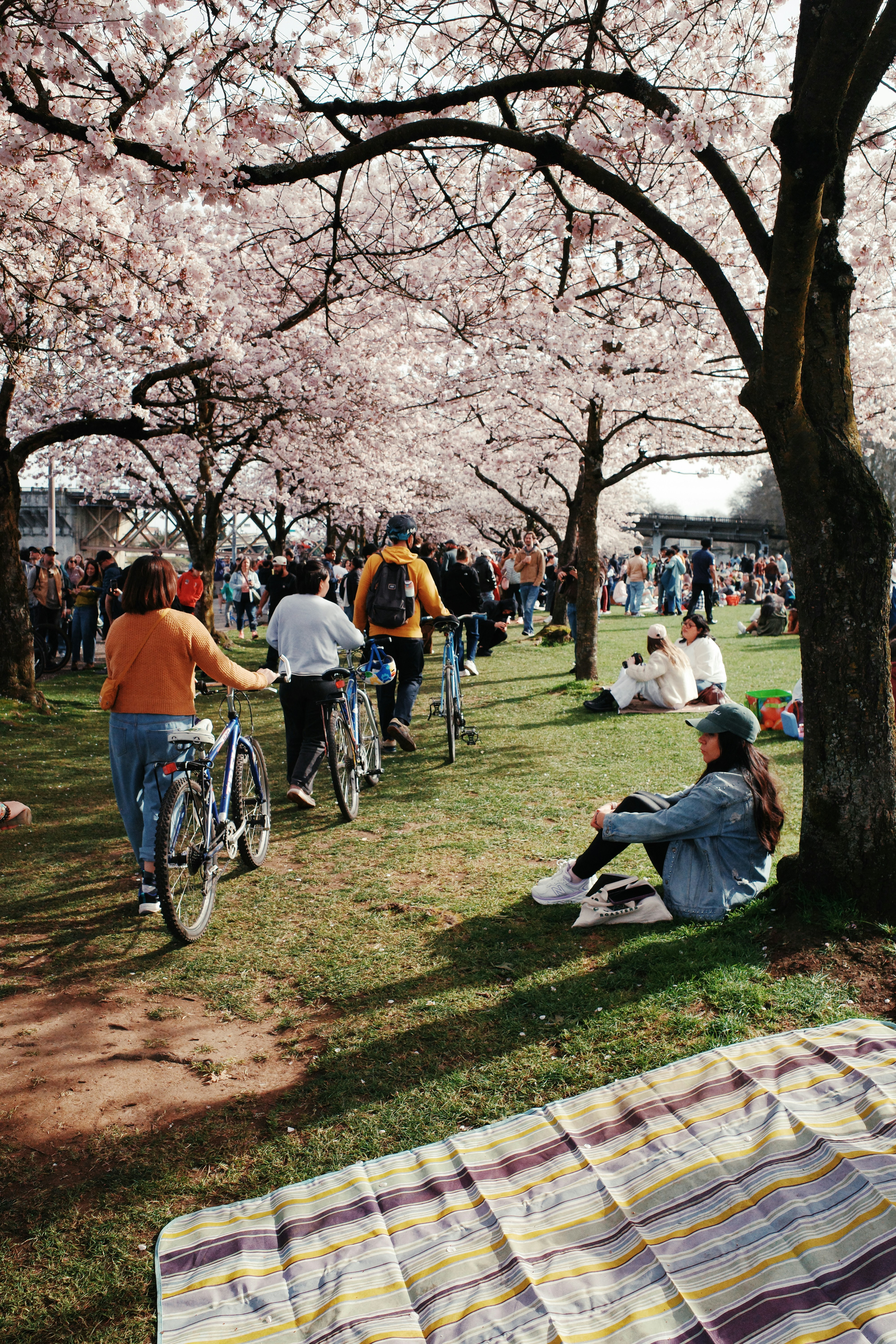 Cherry Blossom Boulevard: Cyclists and Friends Beneath Blooming Canopies