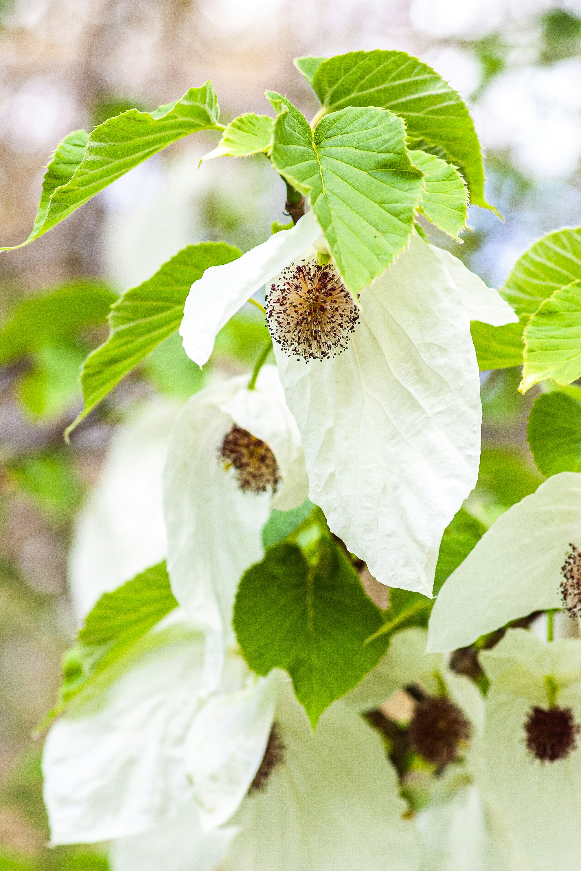 Silent Snowflower: A Close-up of Pale Blooms Amid Fresh Green Veils