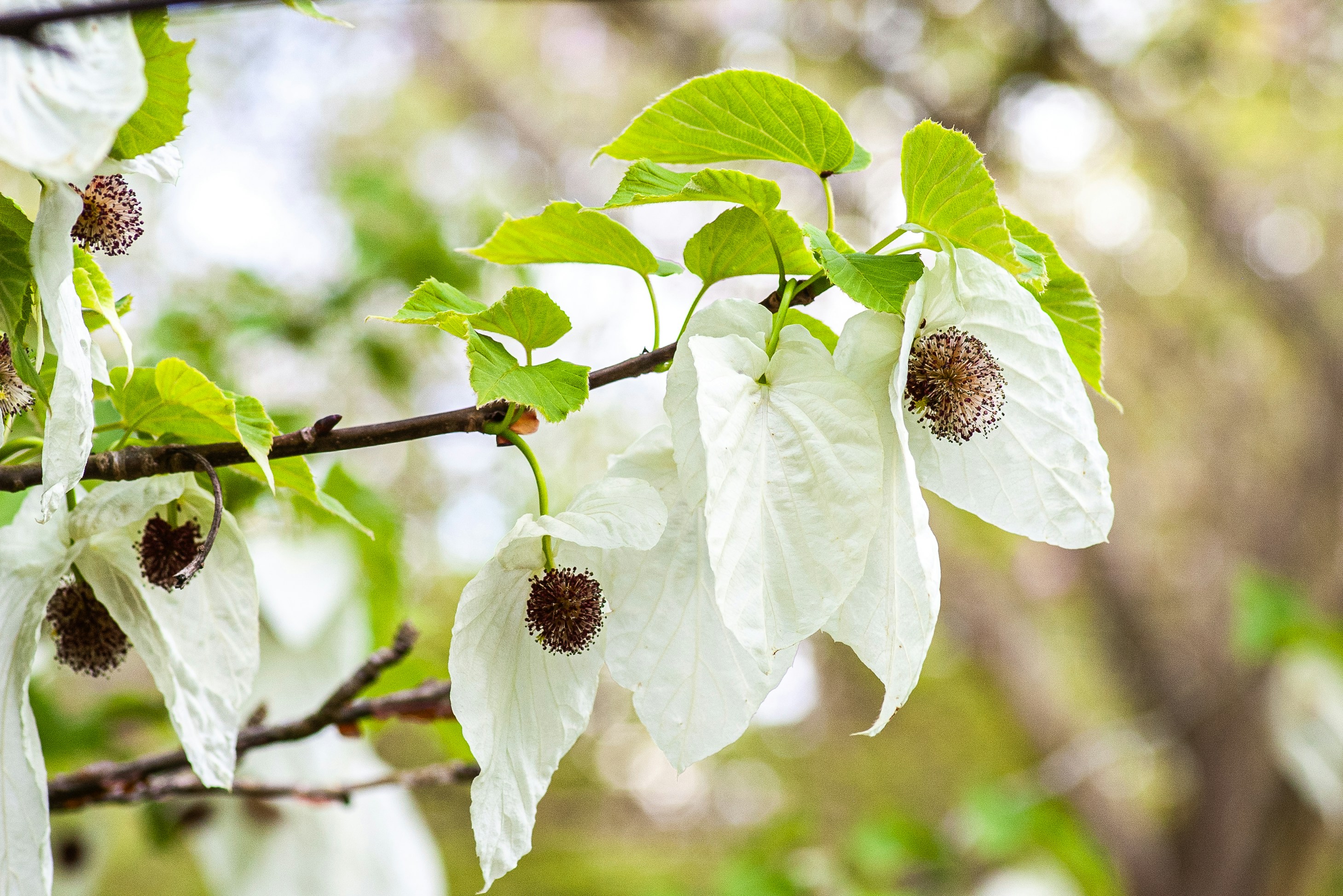 White Bracts on a Branch: Delicate Blossoms in Soft Focus