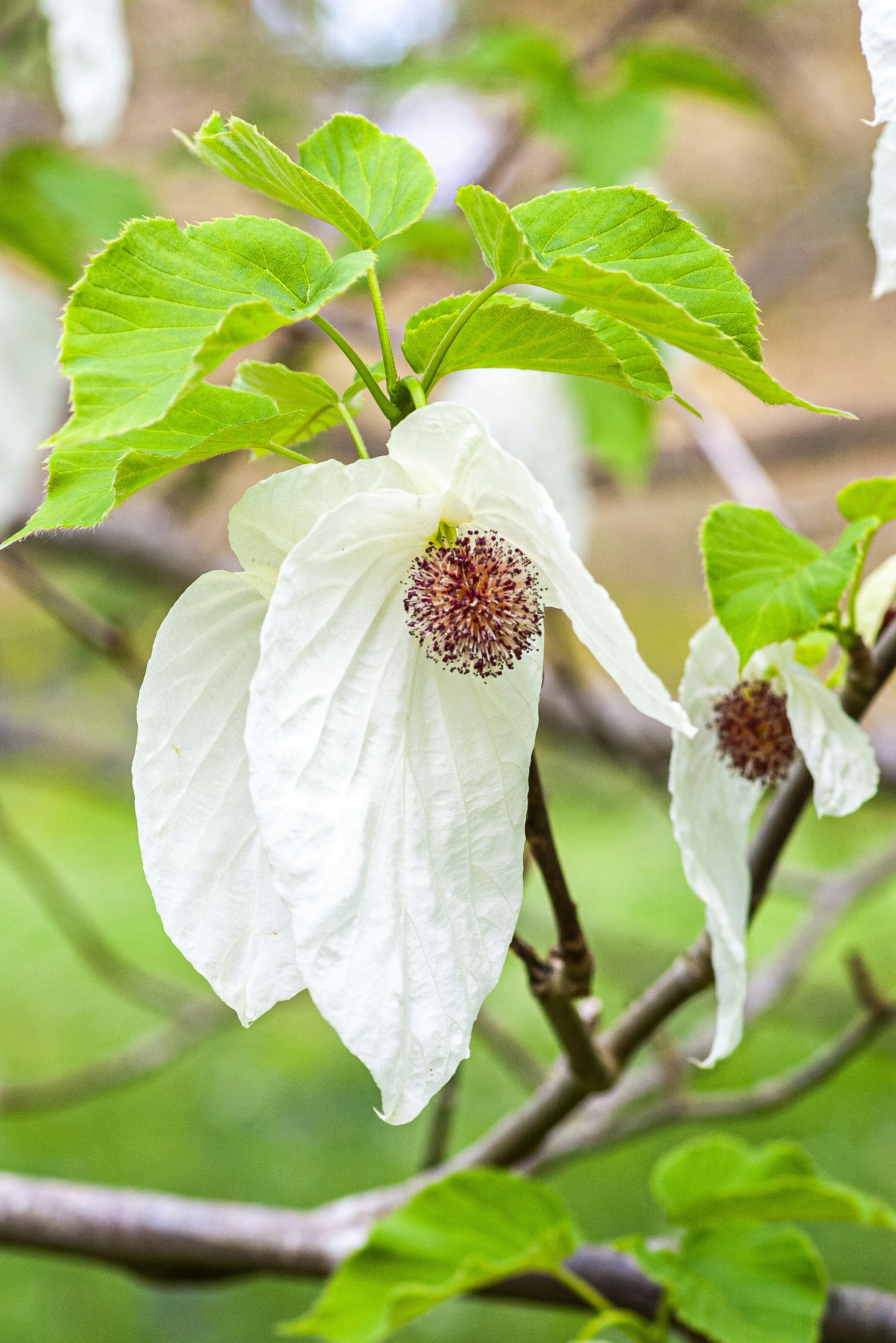 White Papery Bloom Surrounded by Fresh Green Leaves