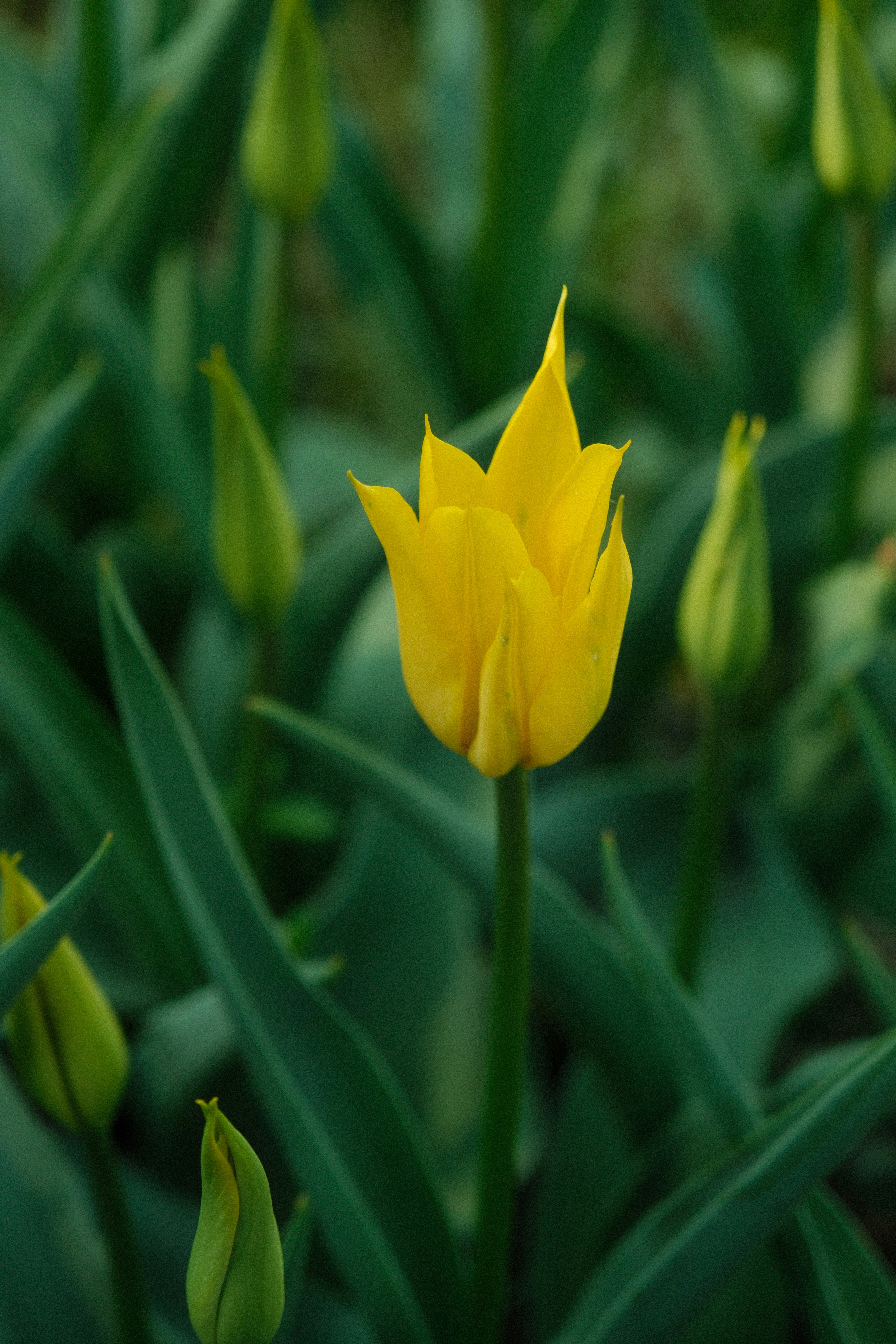 Golden Tulip Amidst Emerald Leaves