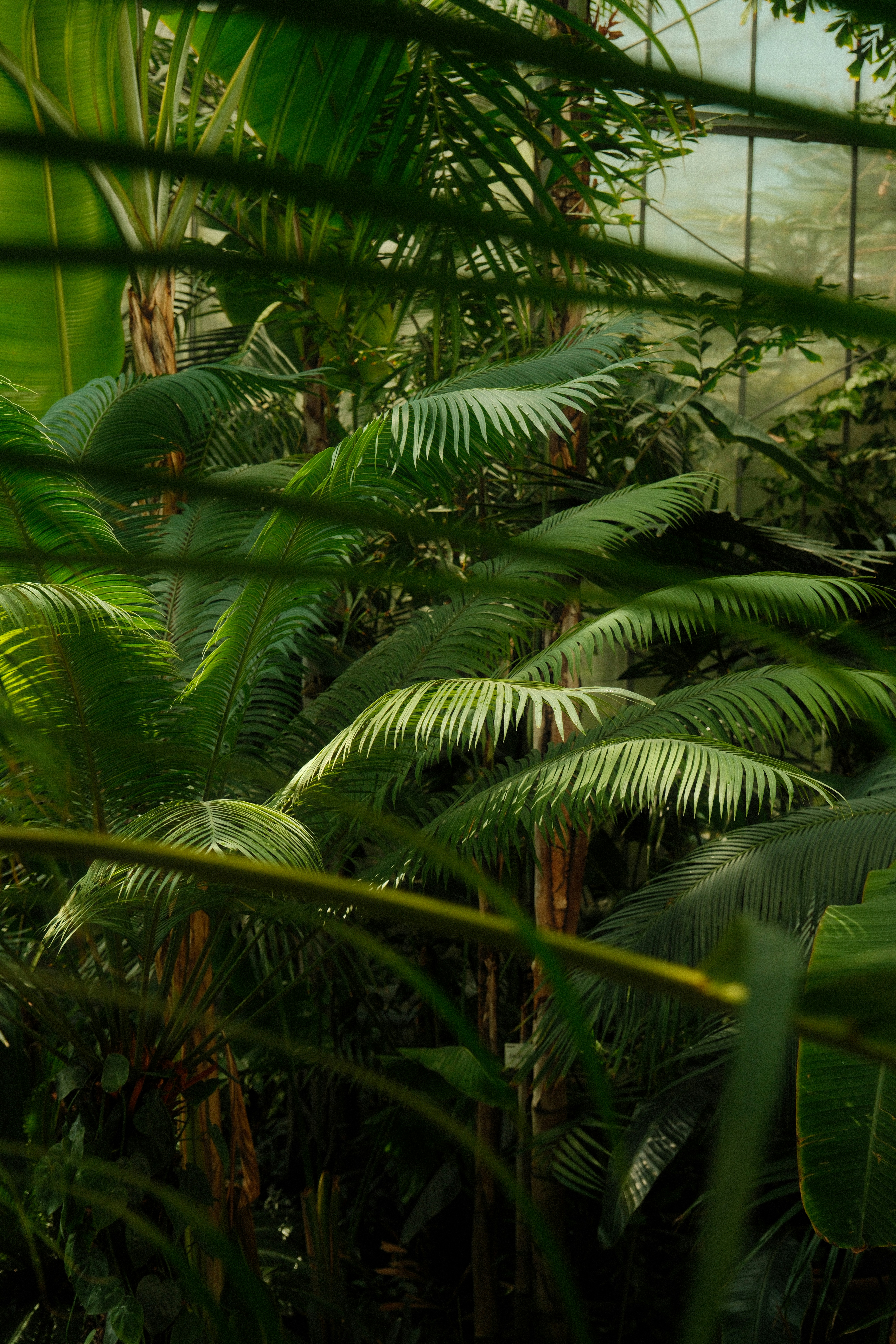 Emerald Canopy: A Quiet Jungle of Fronds