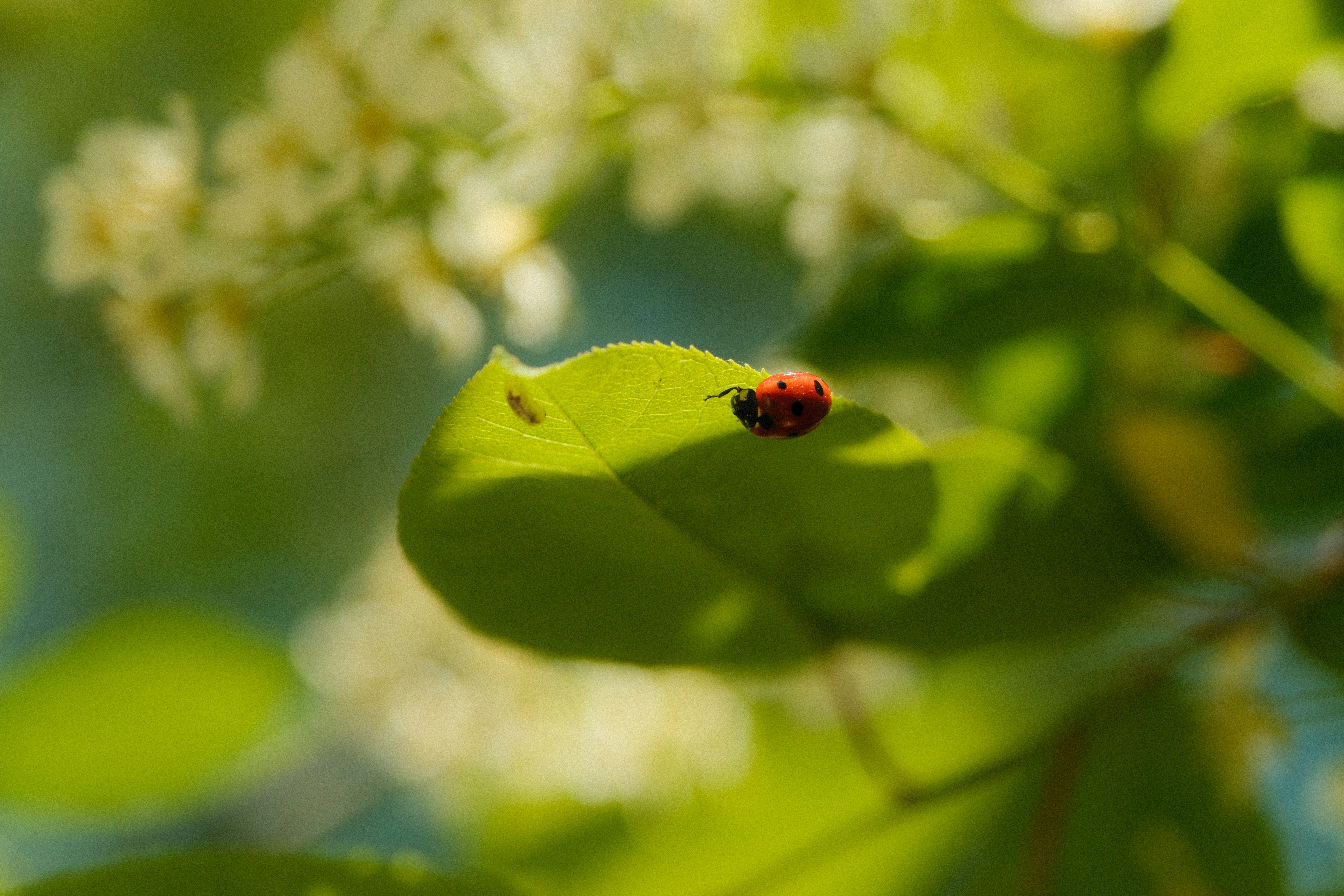 Red Ladybug on a Sunlit Leaf