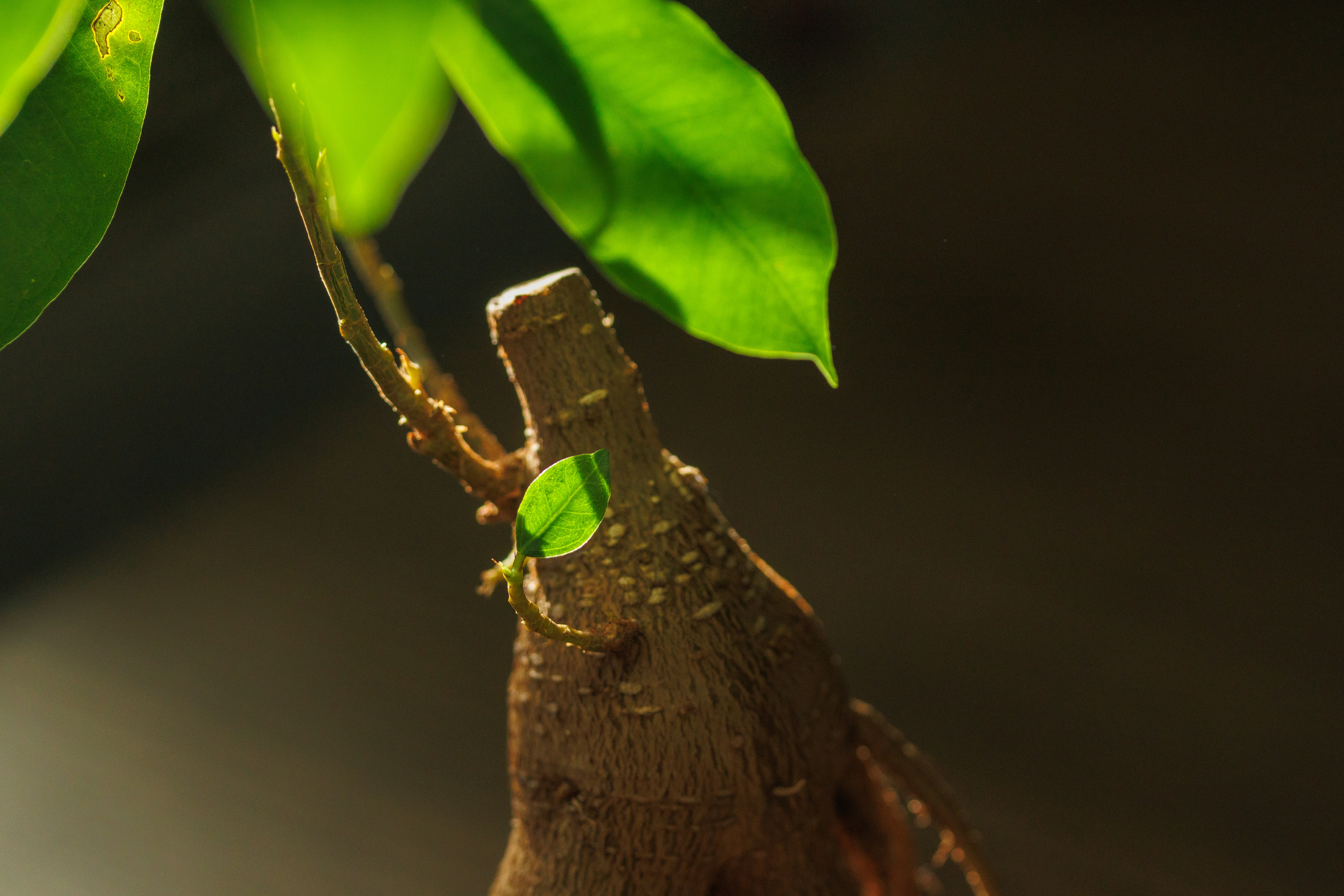 Tiny green leaf, bold bark: a moment of life on a sunlit branch