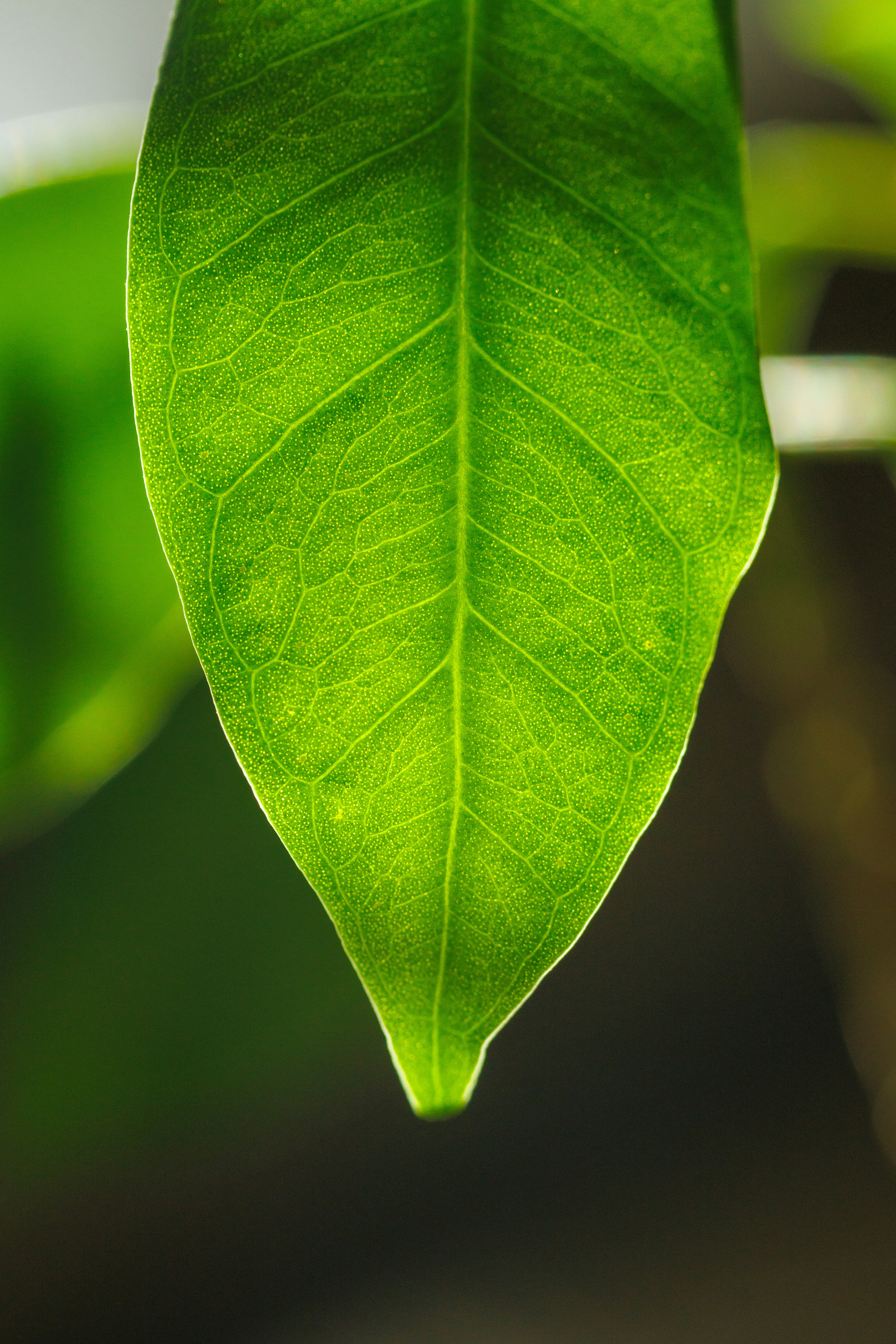 Vein-lit Leaf: A Close Portrait of Texture and Light