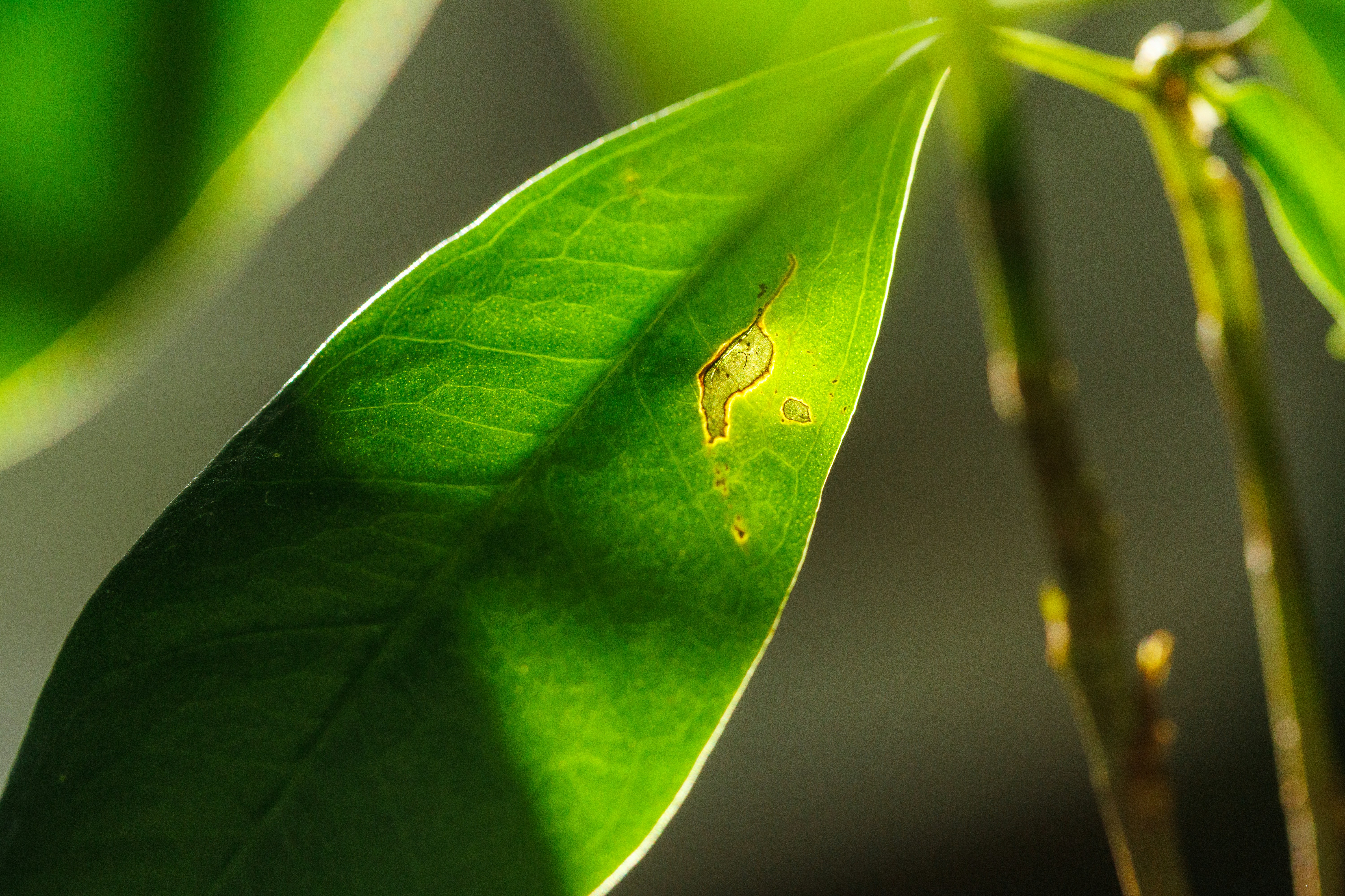 Leaf Whisper: a sunlit crease etched by nature